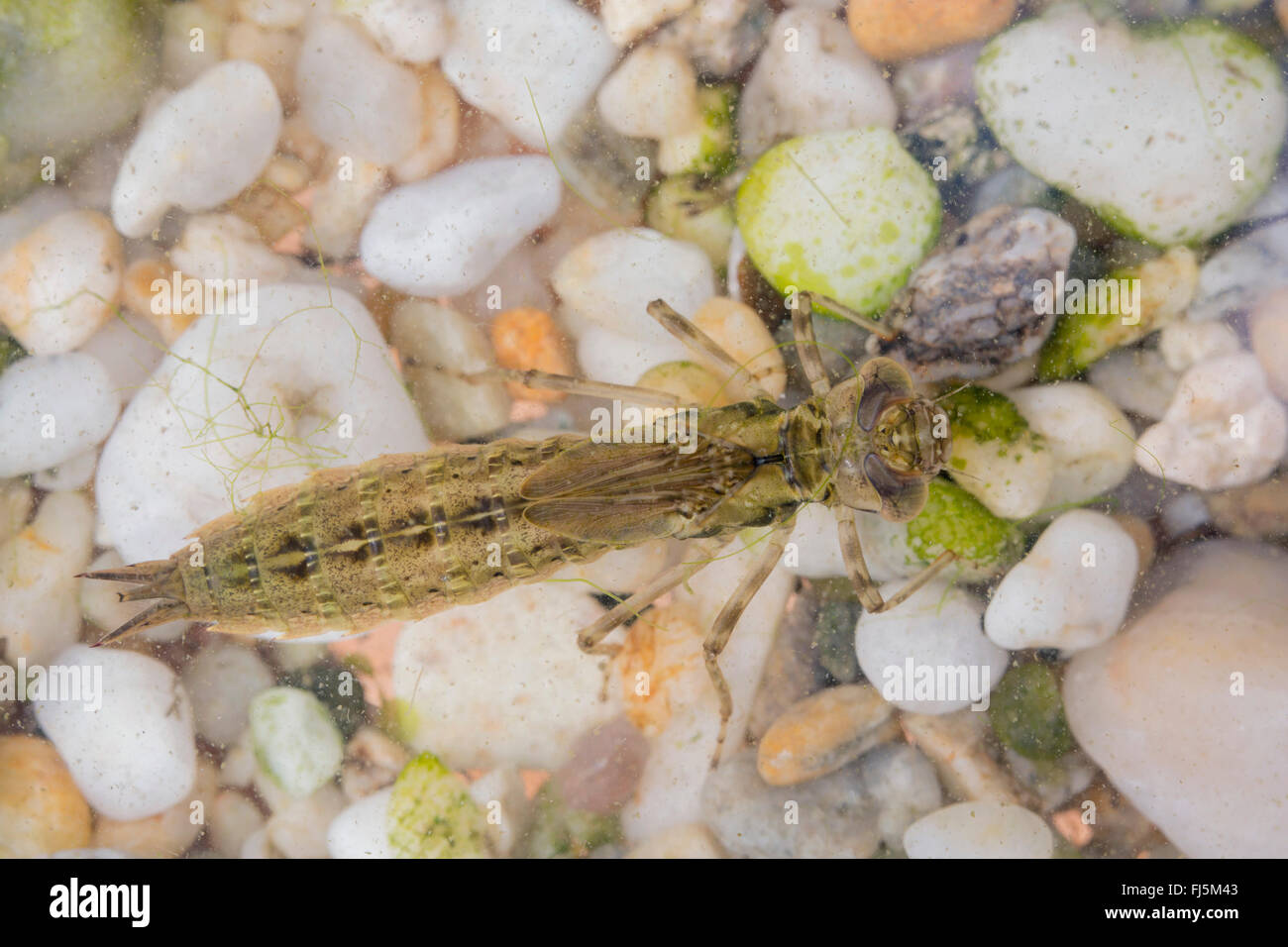 blue-green darner, southern aeshna, southern hawker (Aeshna cyanea ...