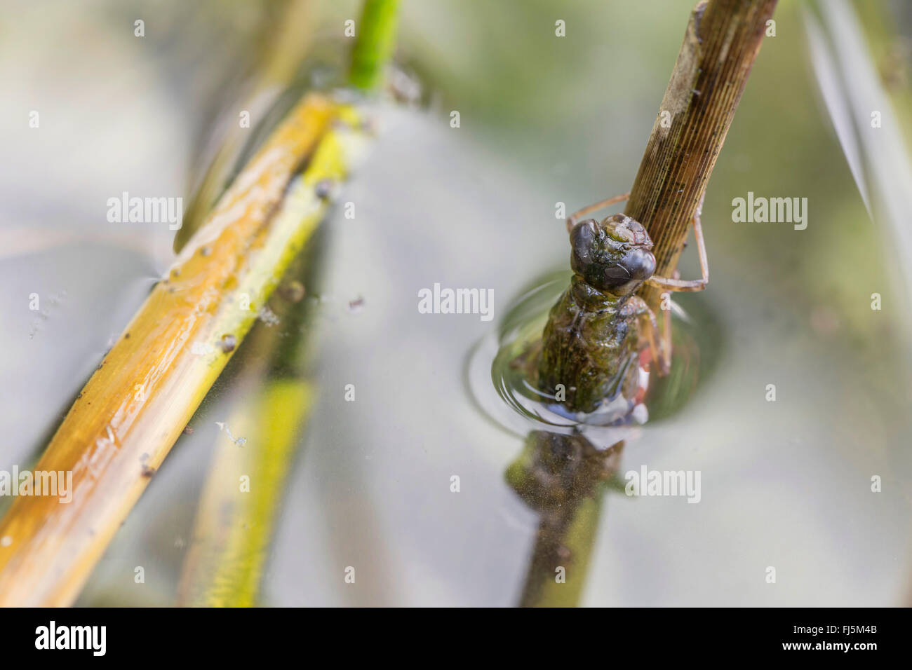 blue-green darner, southern aeshna, southern hawker (Aeshna cyanea ...