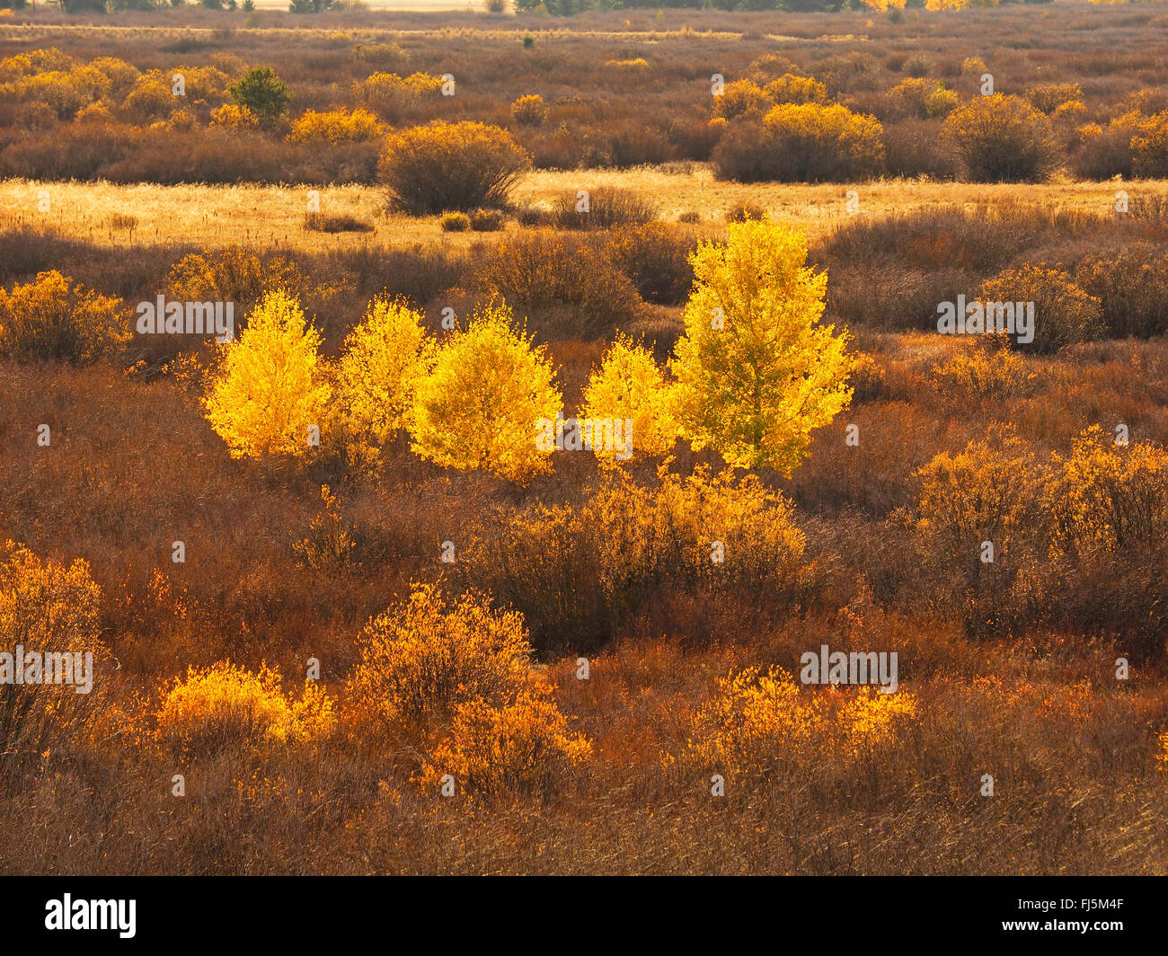 American aspen, quaking aspen, trembling aspen (Populus tremuloides ...