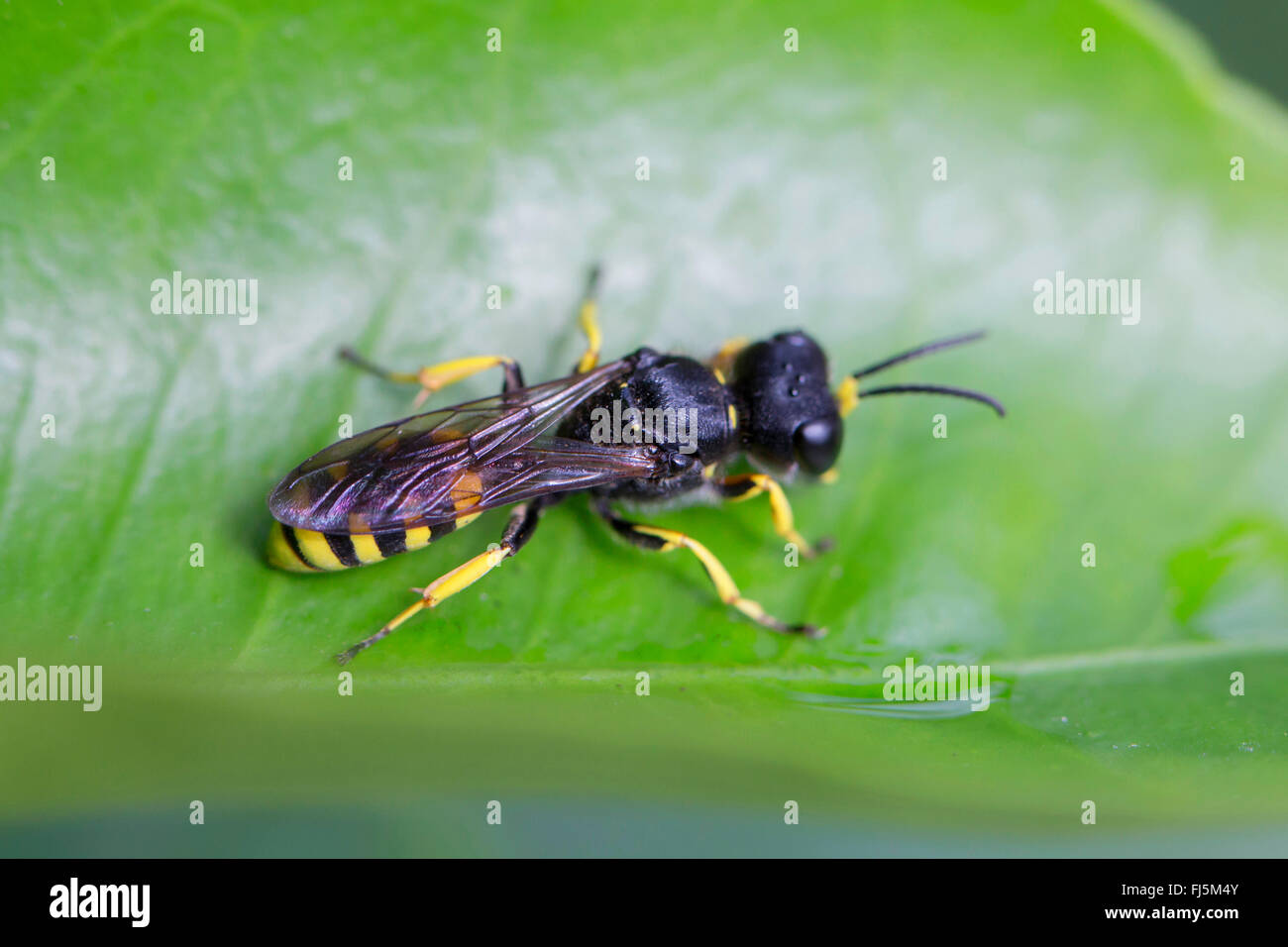 German wesp hi-res stock photography and images - Alamy