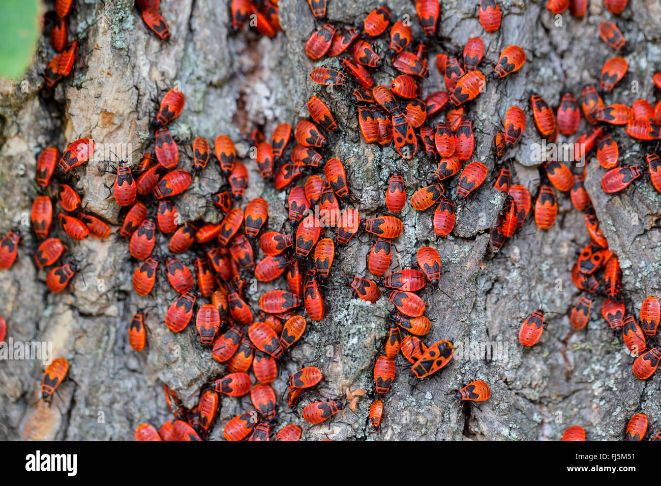 Pyrrhocoris apterus nymph hi-res stock photography and images - Alamy