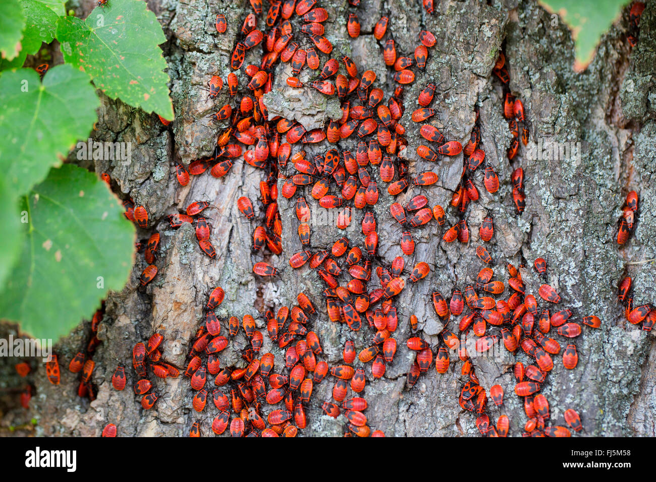 firebug (Pyrrhocoris apterus), larvae before hibernation, Germany ...