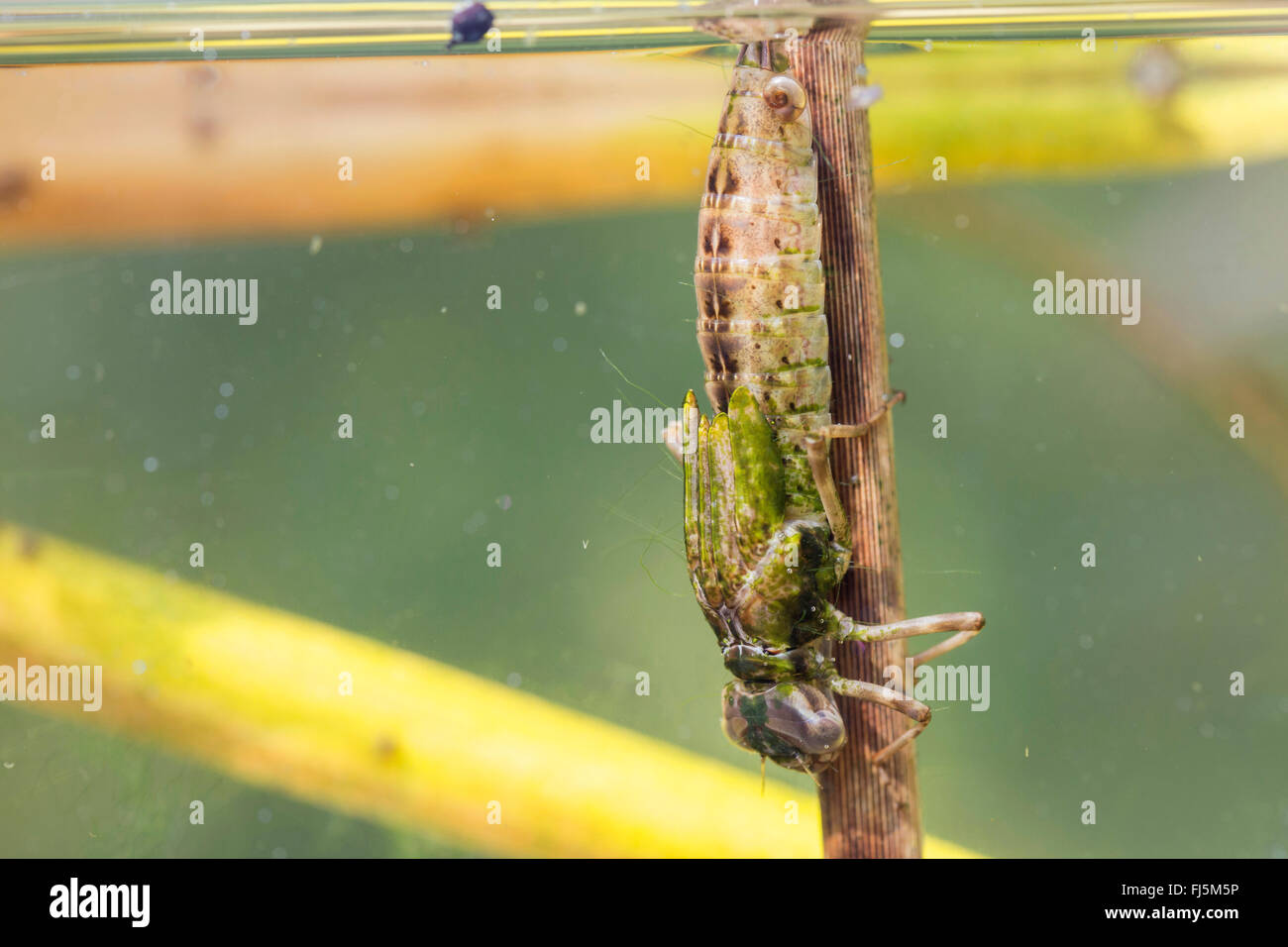 blue-green darner, southern aeshna, southern hawker (Aeshna cyanea ...