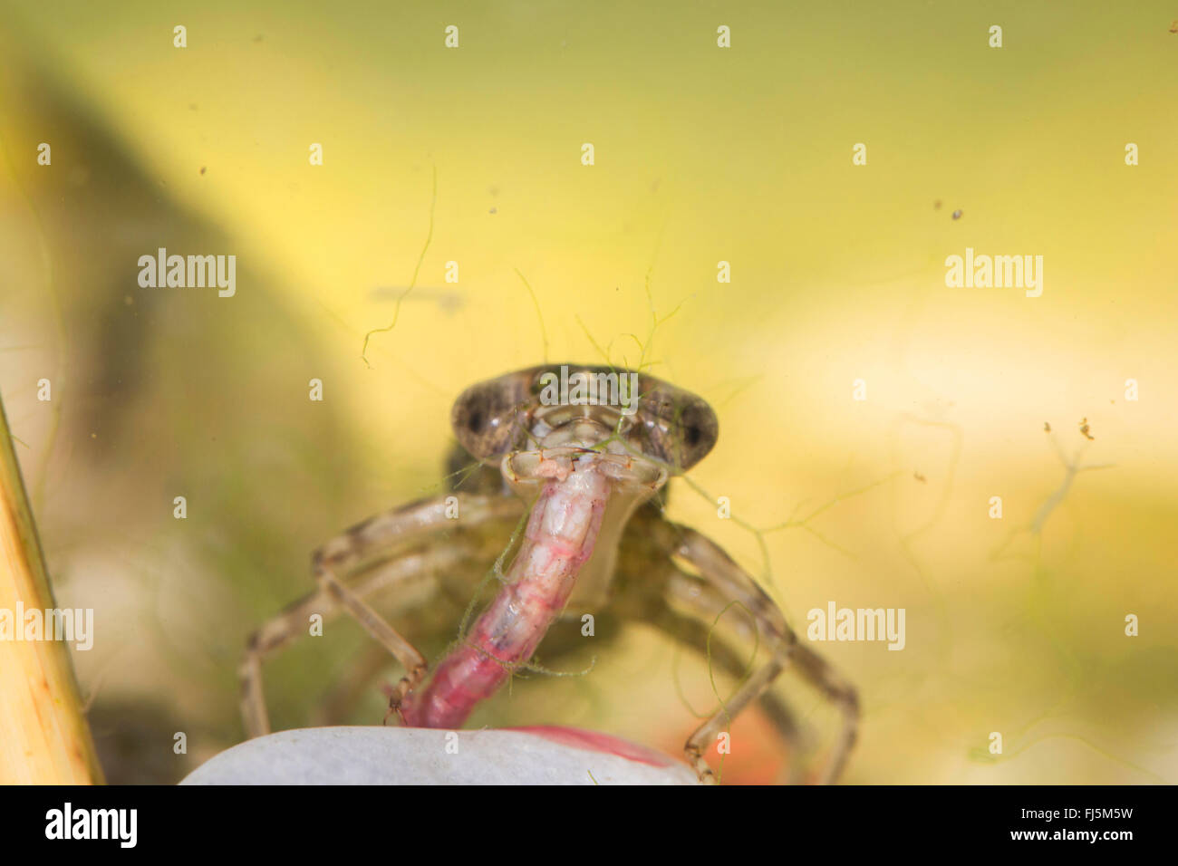 blue-green darner, southern aeshna, southern hawker (Aeshna cyanea ...