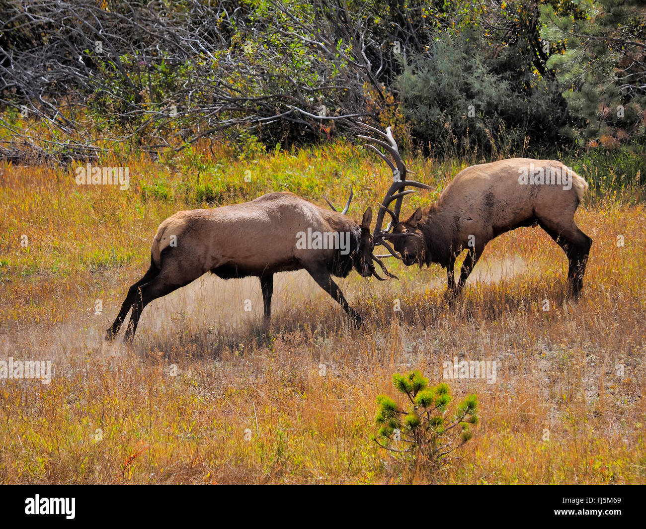 wapiti, elk (Cervus elaphus canadensis, Cervus canadensis), two ...