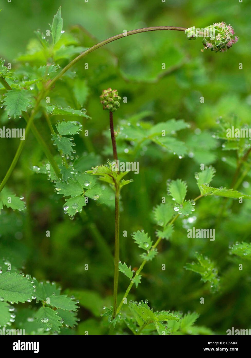garden burnet, salad burnet (Sanguisorba minor, Poterium sanguisorba ...