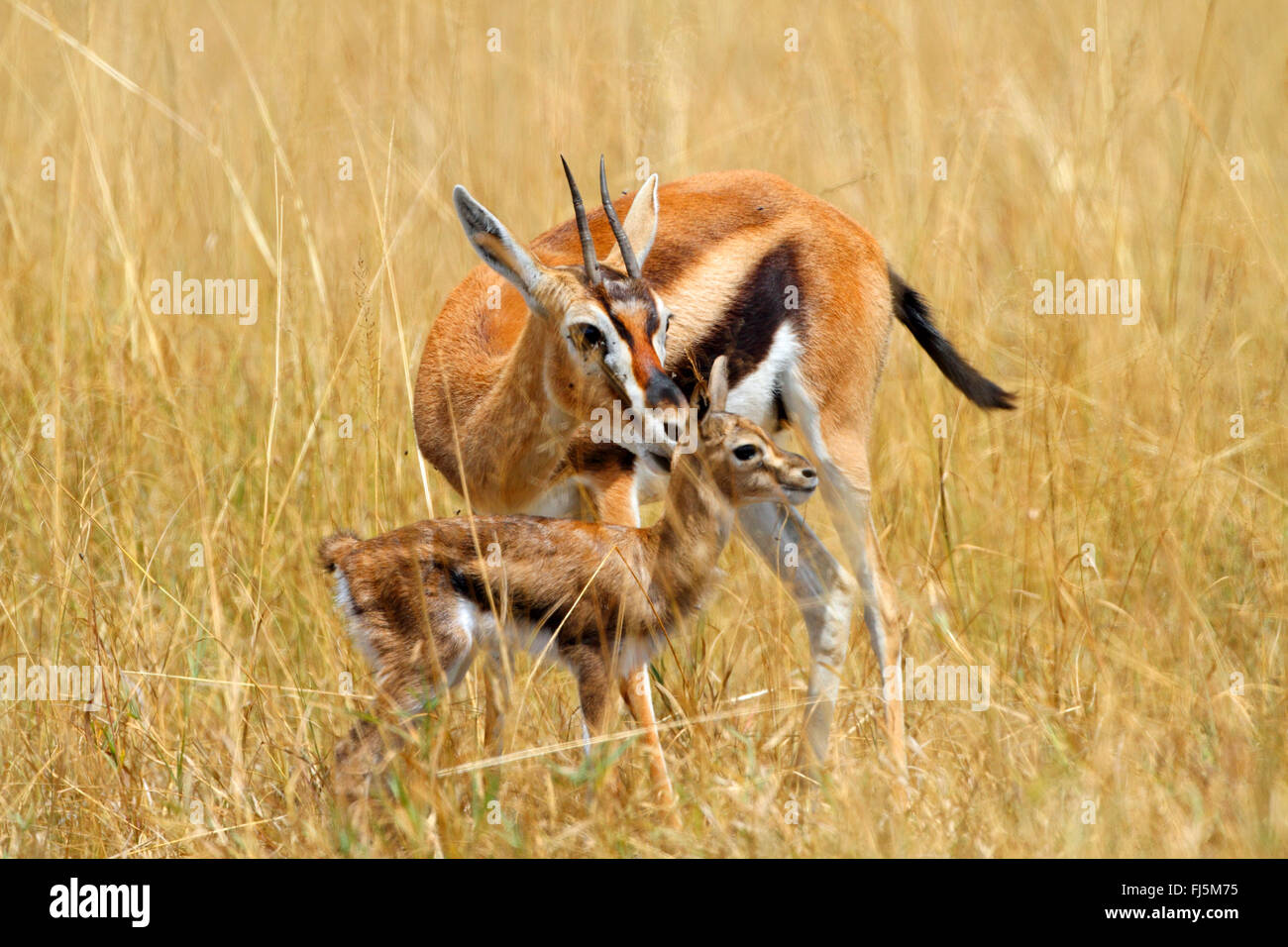 Thomsons gazelle on the african savanna hi-res stock photography and ...