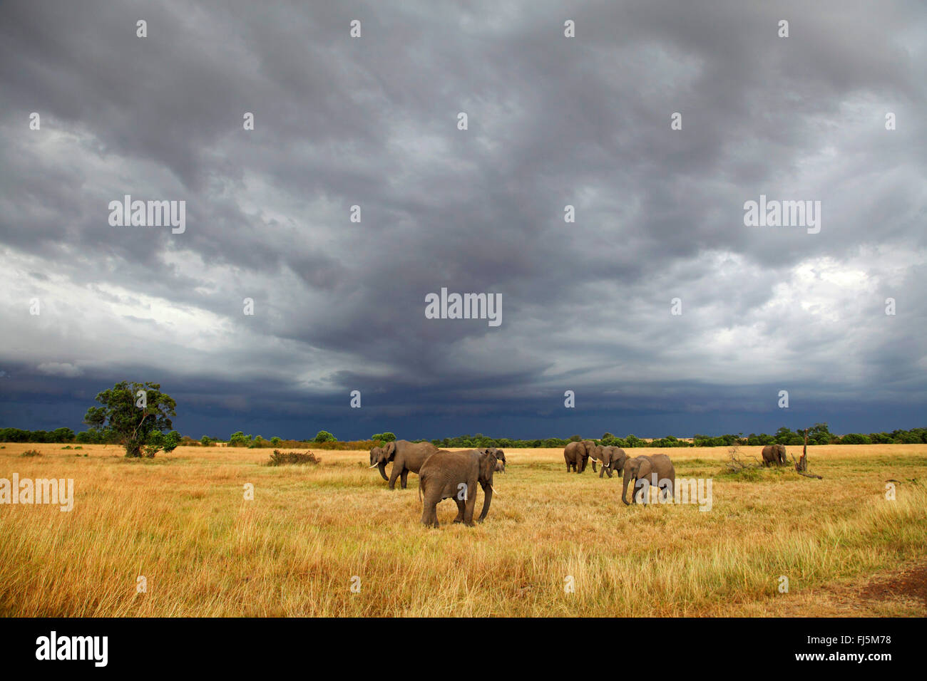 Elephant approaching group hi-res stock photography and images - Alamy
