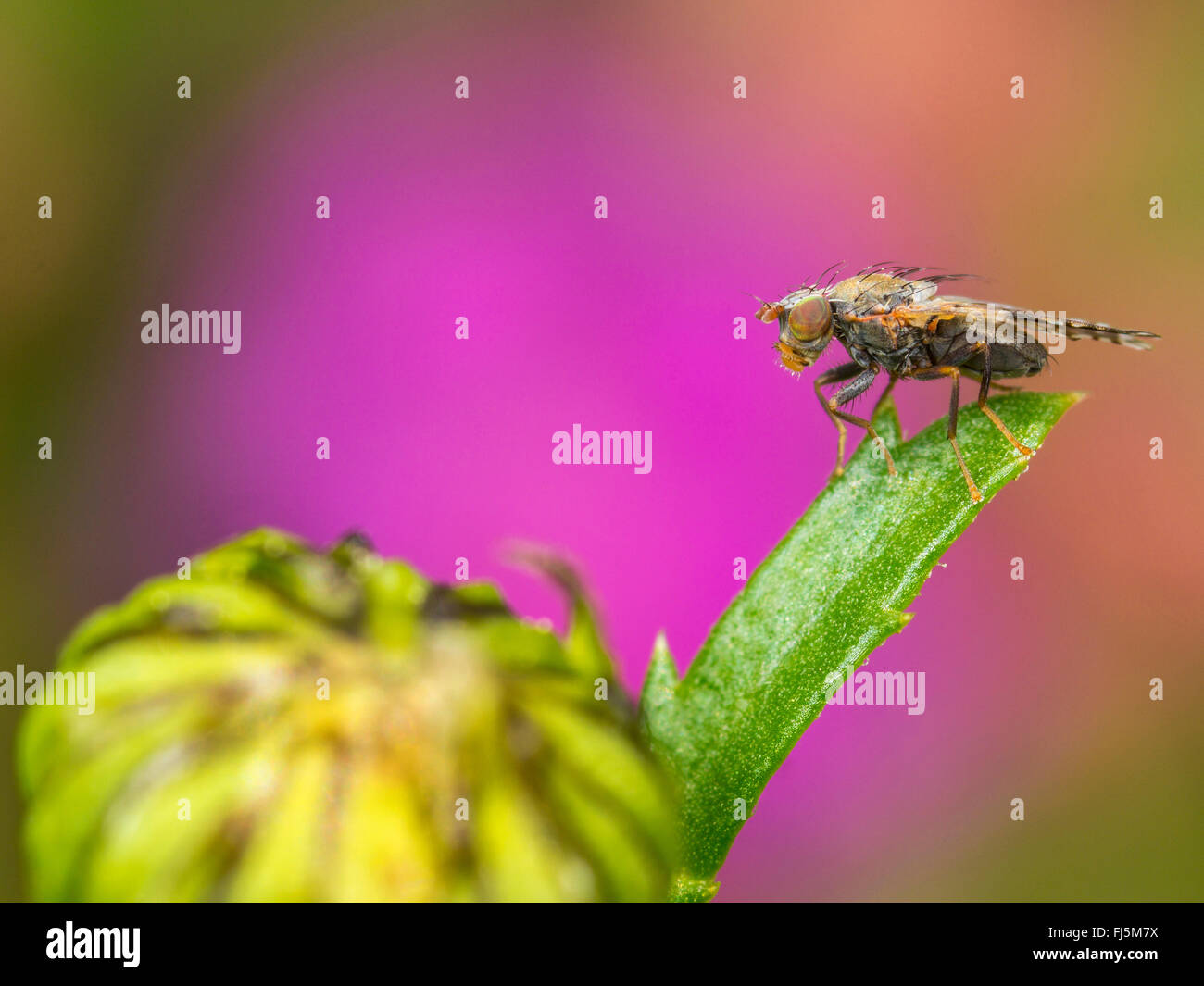 Trypetidae hi-res stock photography and images - Alamy