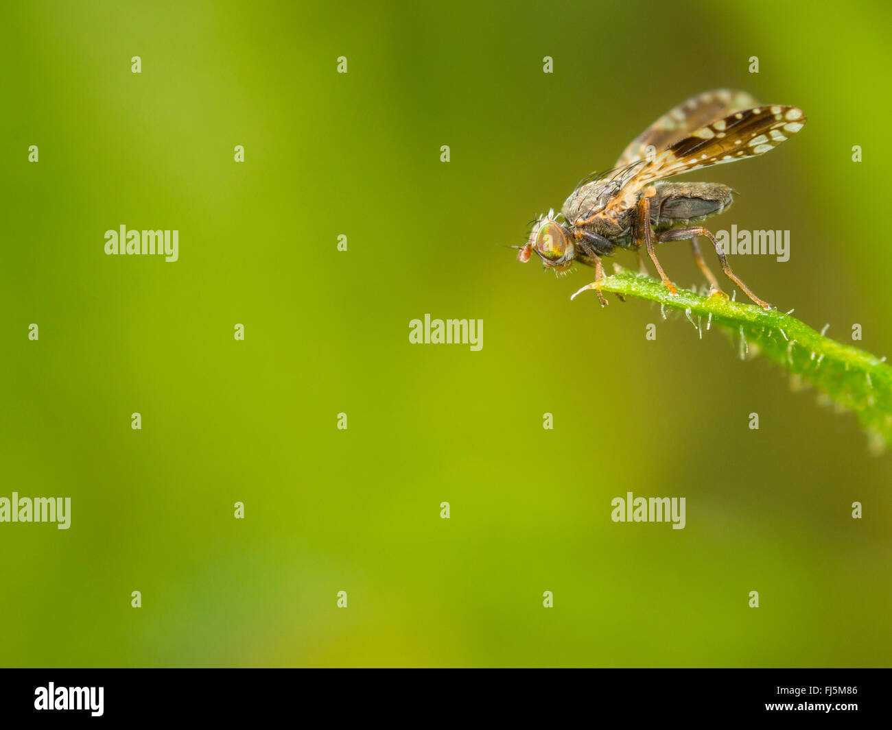 Trypetidae hi-res stock photography and images - Alamy