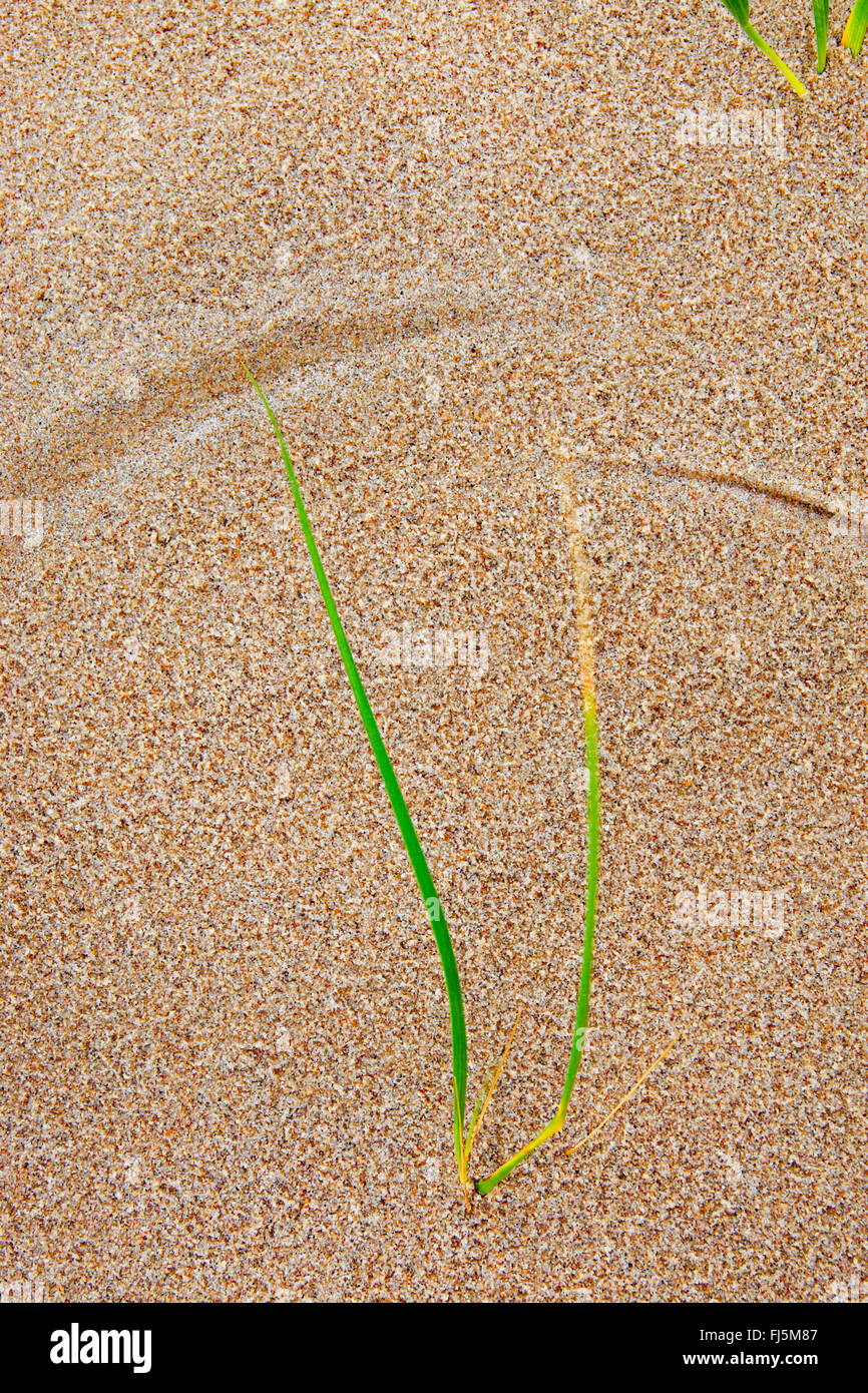 beach grass, European beachgrass, marram grass, psamma, sea sand-reed ...