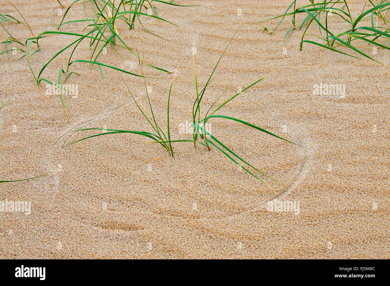 beach grass, European beachgrass, marram grass, psamma, sea sand-reed ...