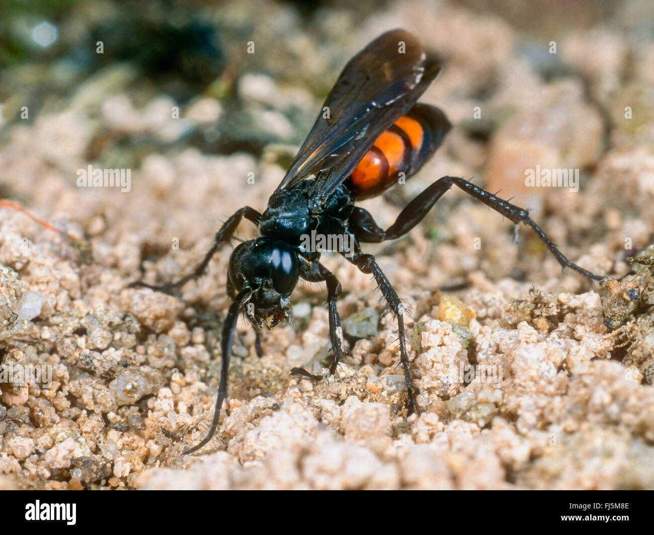 Black-banded spider wasp (Anoplius viaticus, Anoplius fuscus, Pompilus ...