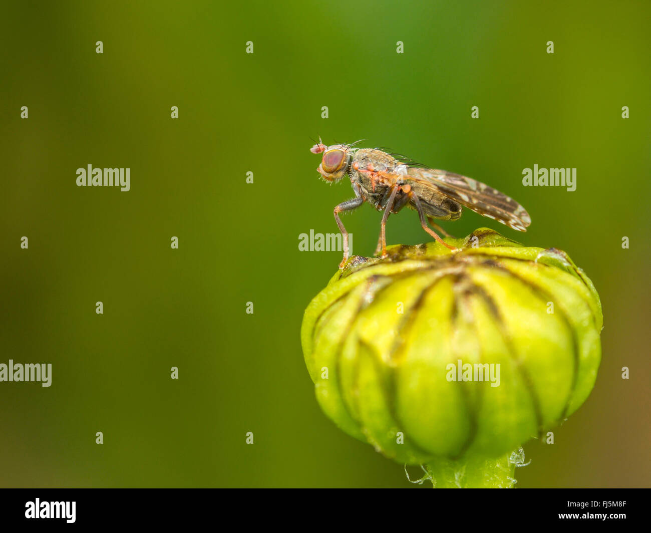 Tephritid fly (Tephritis neesii), male on ox-eye daisy (Leucanthemum ...