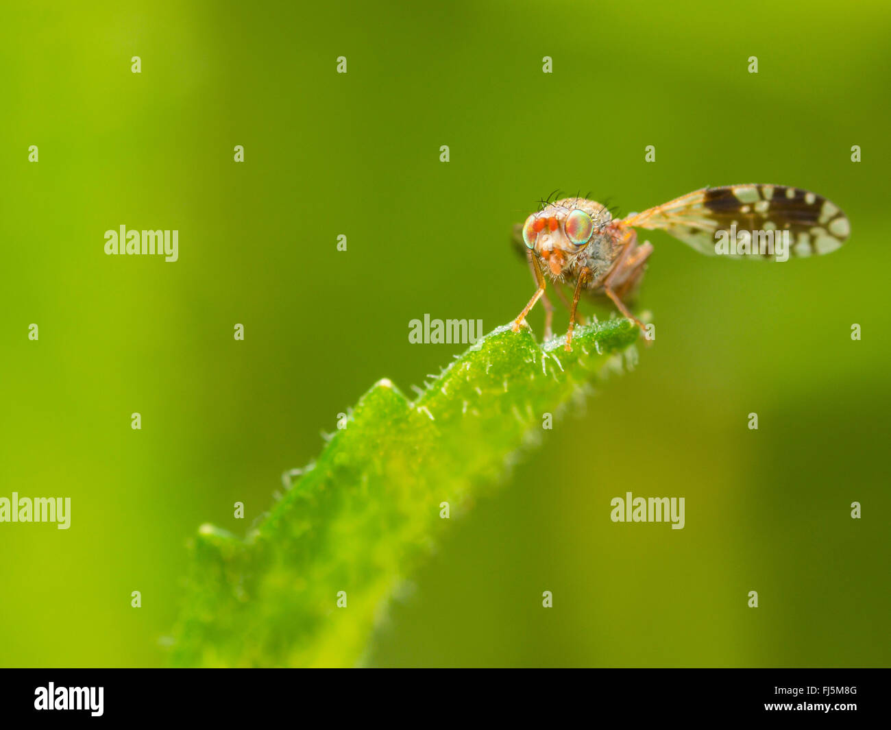 Tephritid fly (Tephritis neesii), Wing-waving female on ox-eye daisy ...