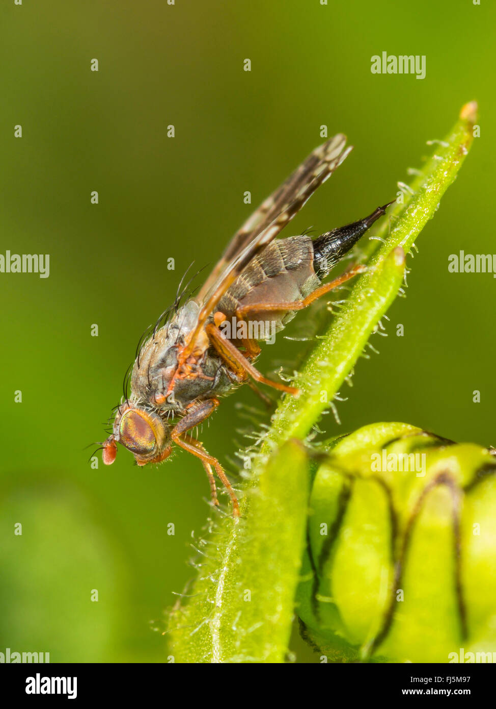 Trypetidae hi-res stock photography and images - Alamy