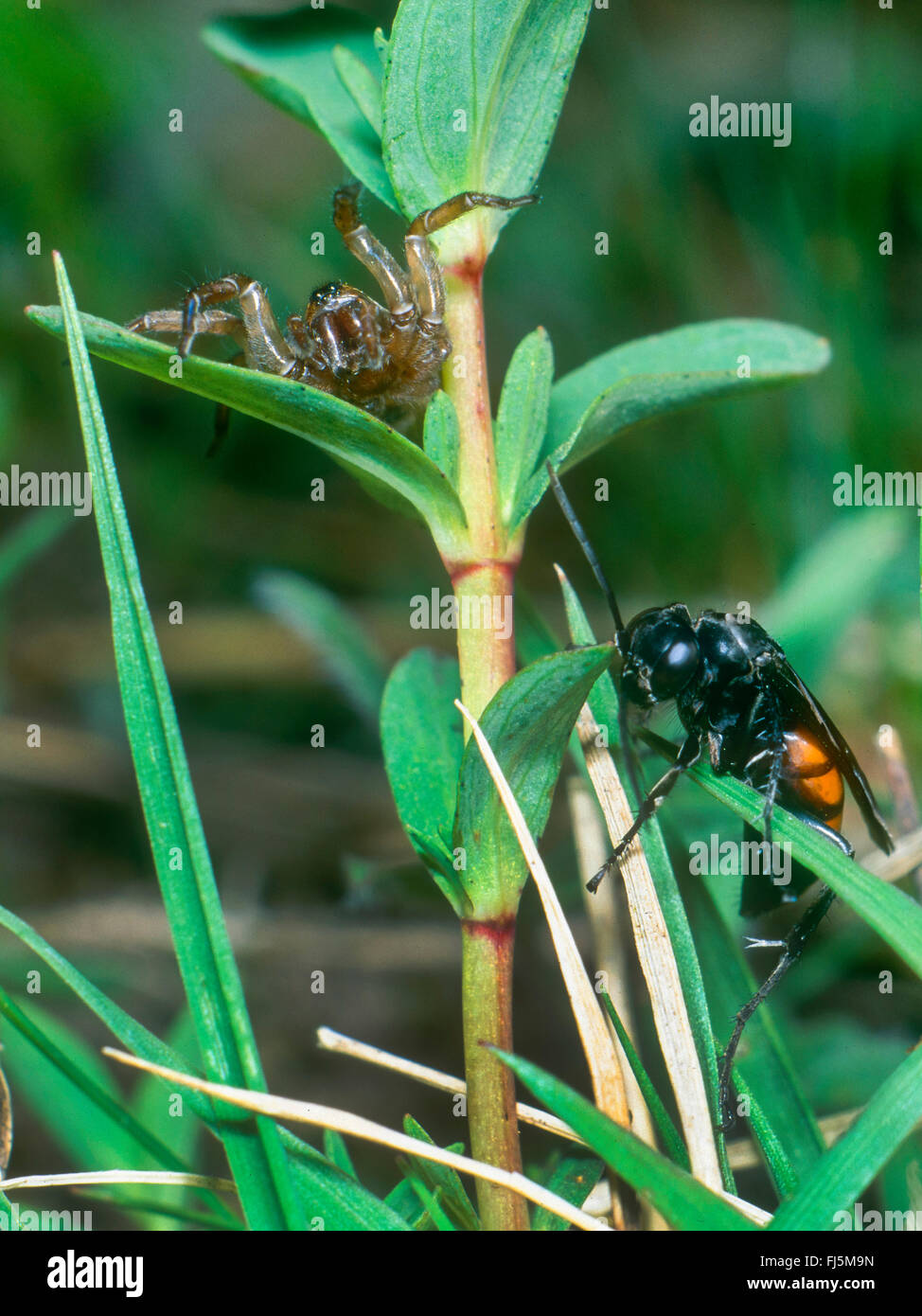 Black-banded spider wasp (Anoplius viaticus, Anoplius fuscus, Pompilus ...