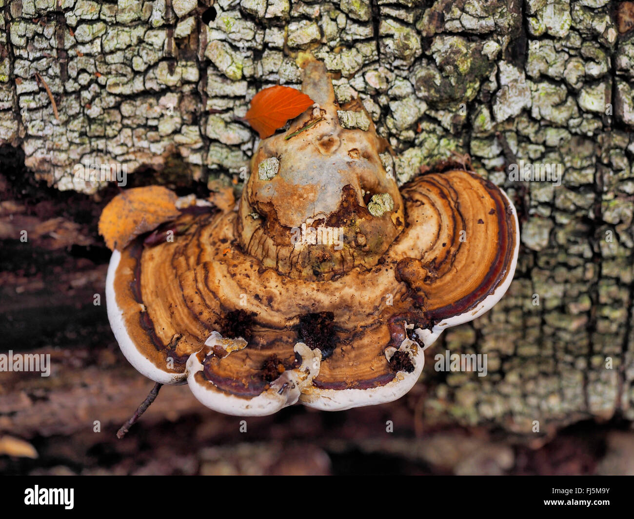 Red Banded Polypore, Red-banded Polypore, Red belted Bracket, Red ...