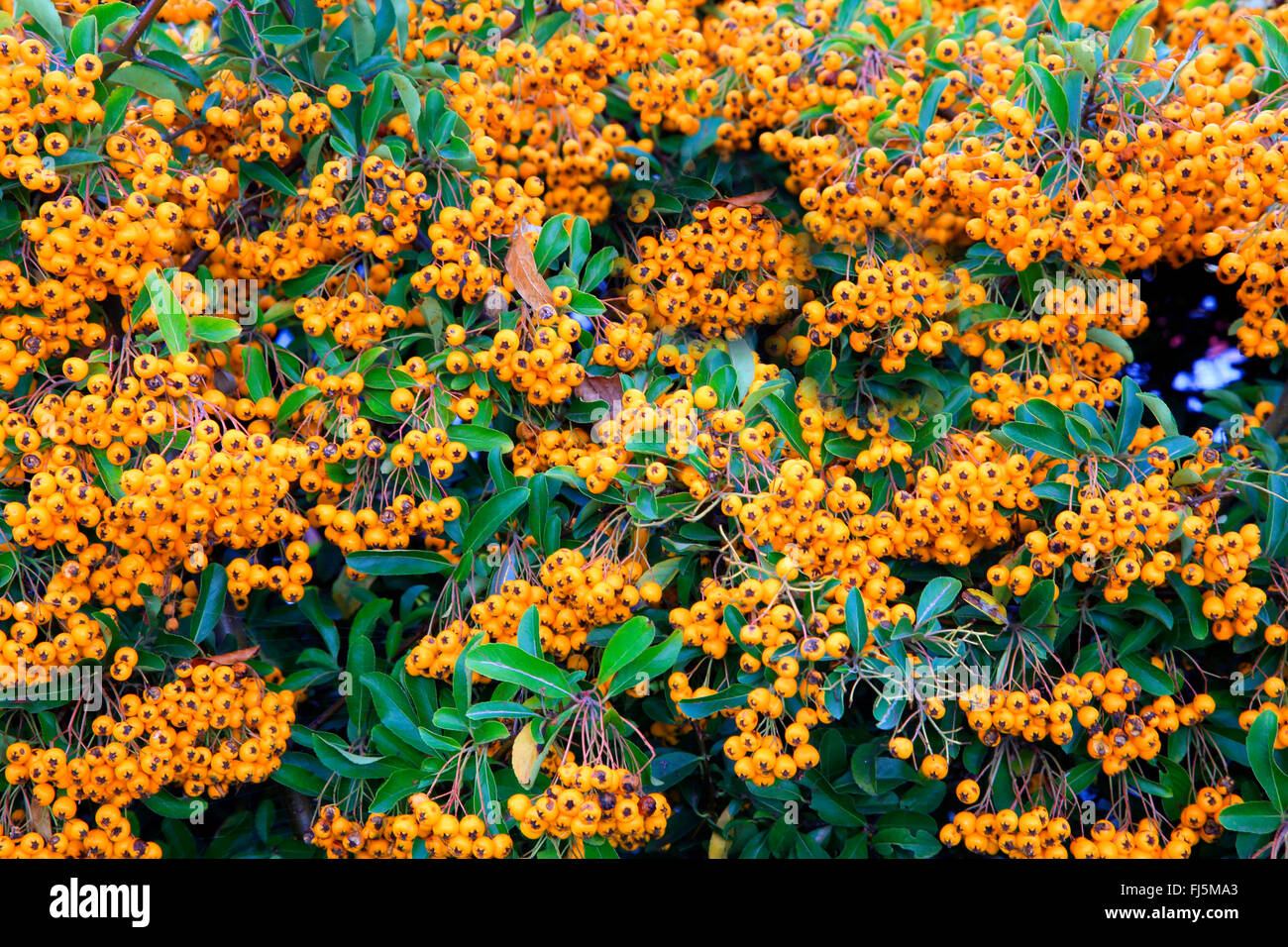 Firethorn Bush High Resolution Stock Photography and Images - Alamy