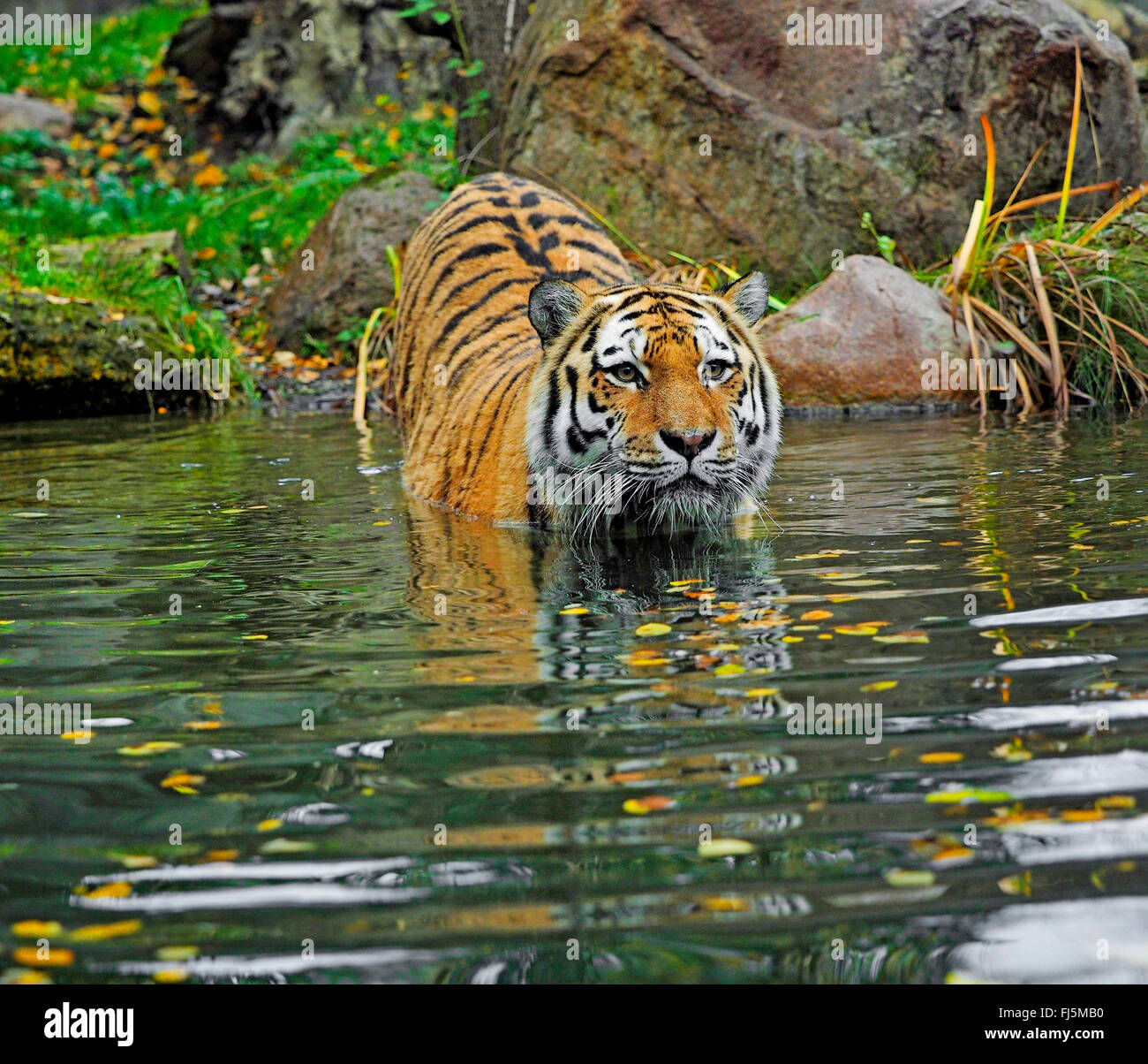 Siberian tiger, Amurian tiger (Panthera tigris altaica), standing in water in near the shore ...