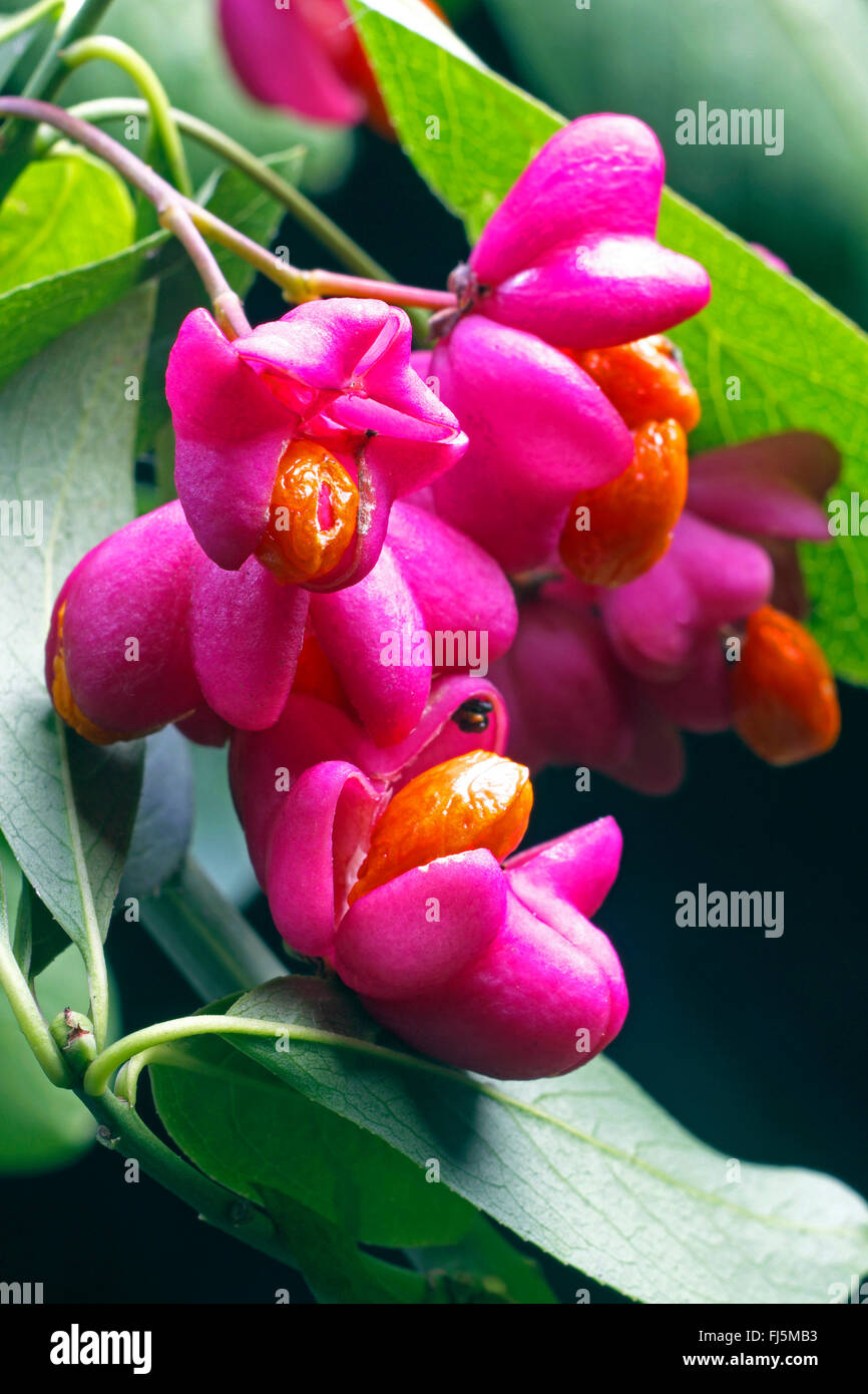European spindle-tree (Euonymus europaea, Euonymus europaeus), mature ...