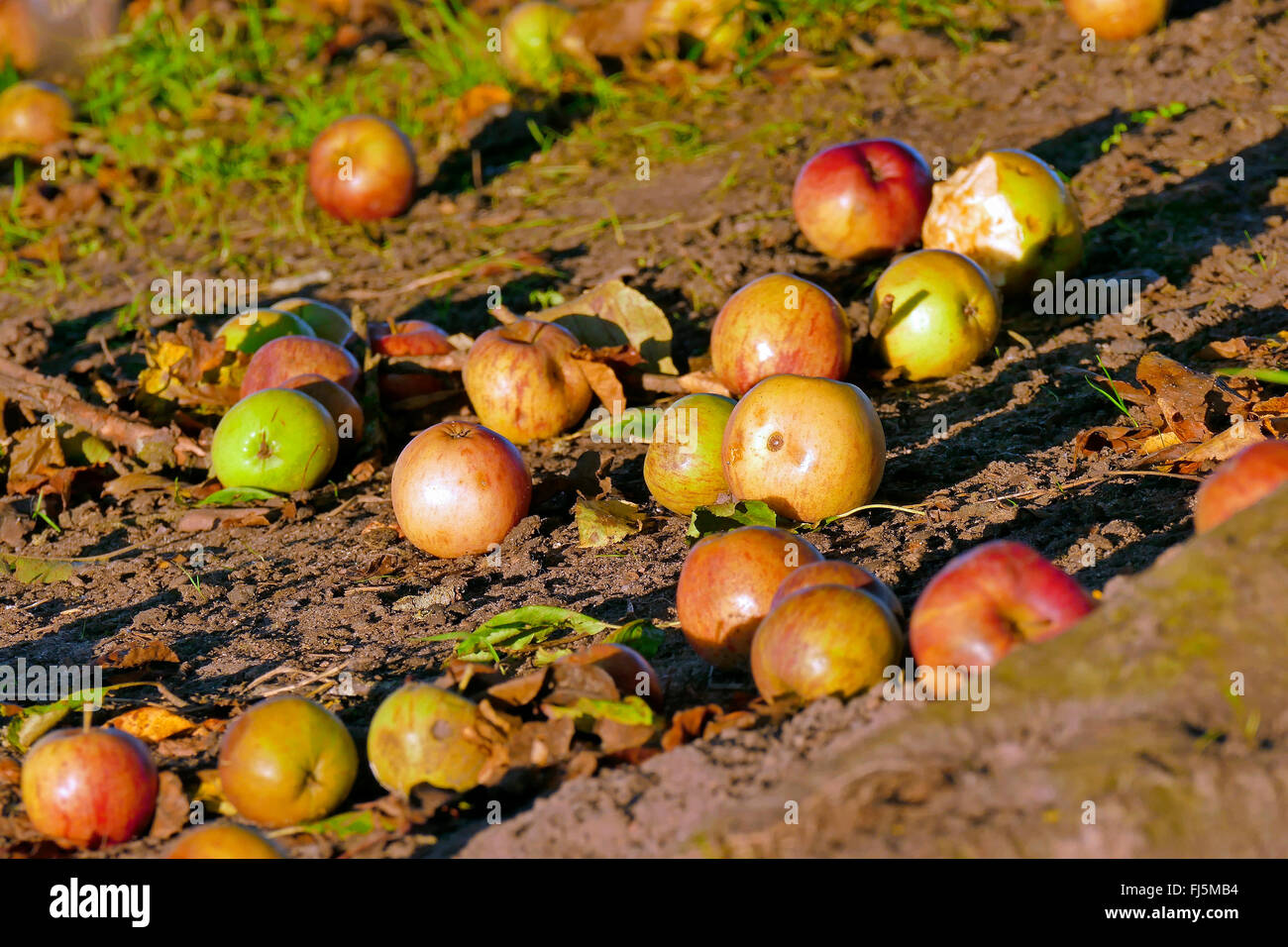 Areas rot hi-res stock photography and images - Alamy
