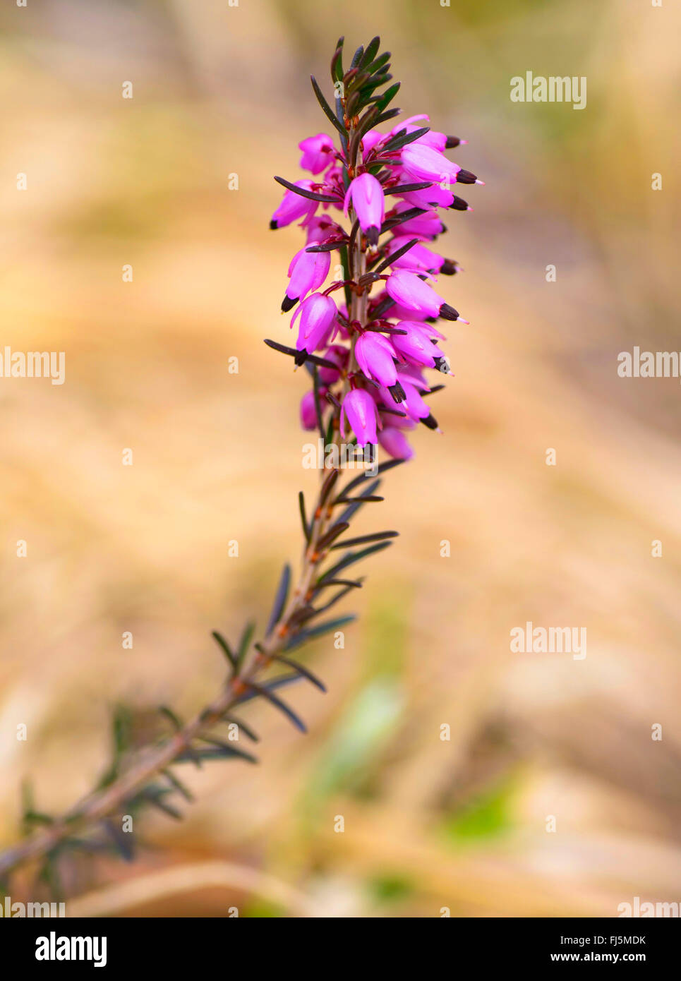 spring heath (Erica herbacea, Erica carnea), inflorescence, Germany ...