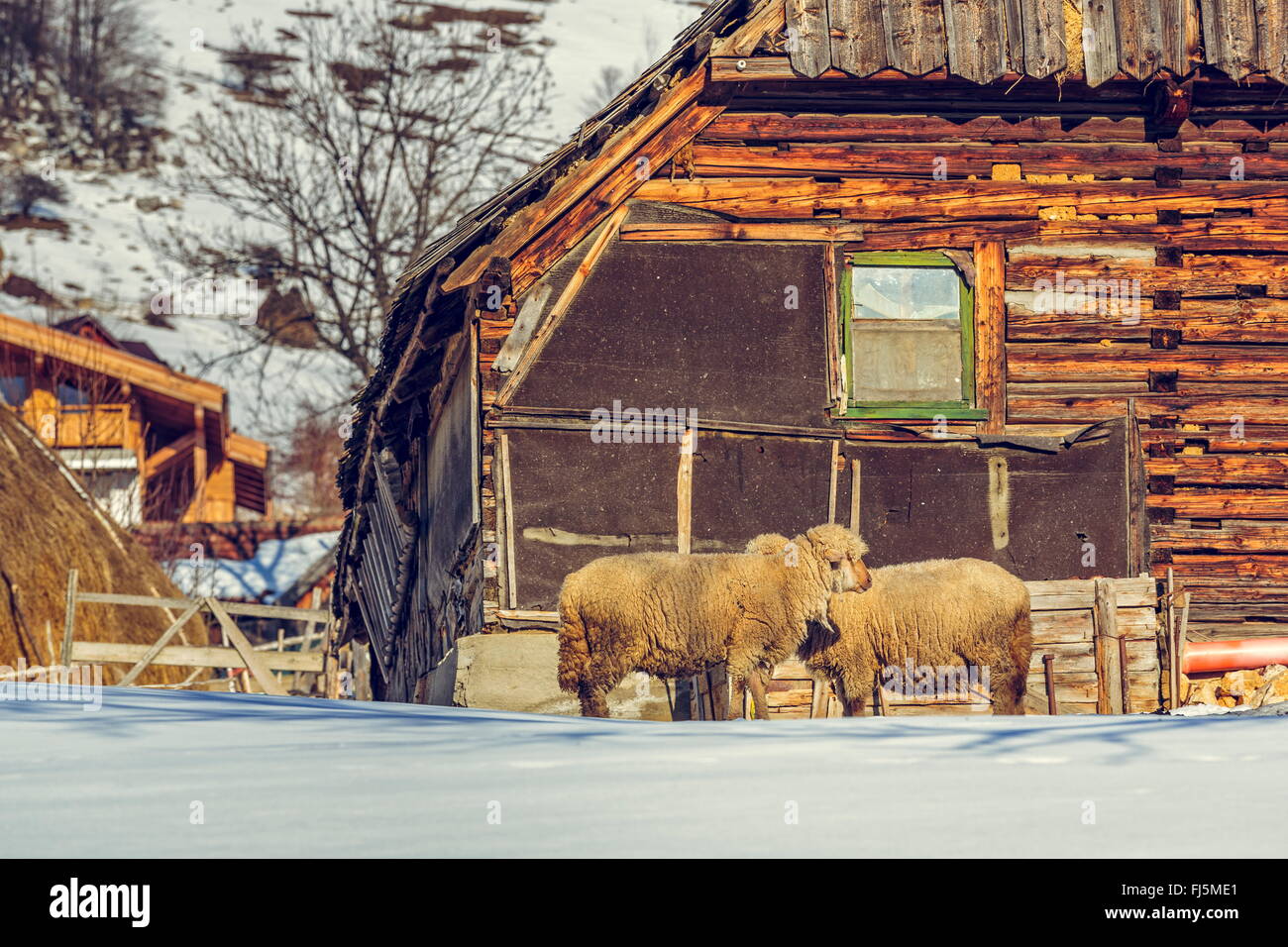Resting in old barn hi-res stock photography and images - Alamy