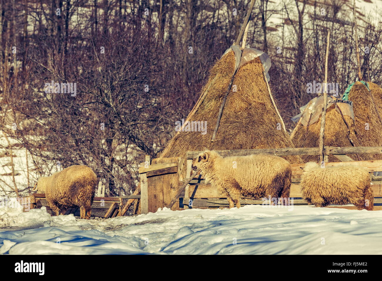 Winter rural scene with sheep and haystacks in a traditional Romanian ...