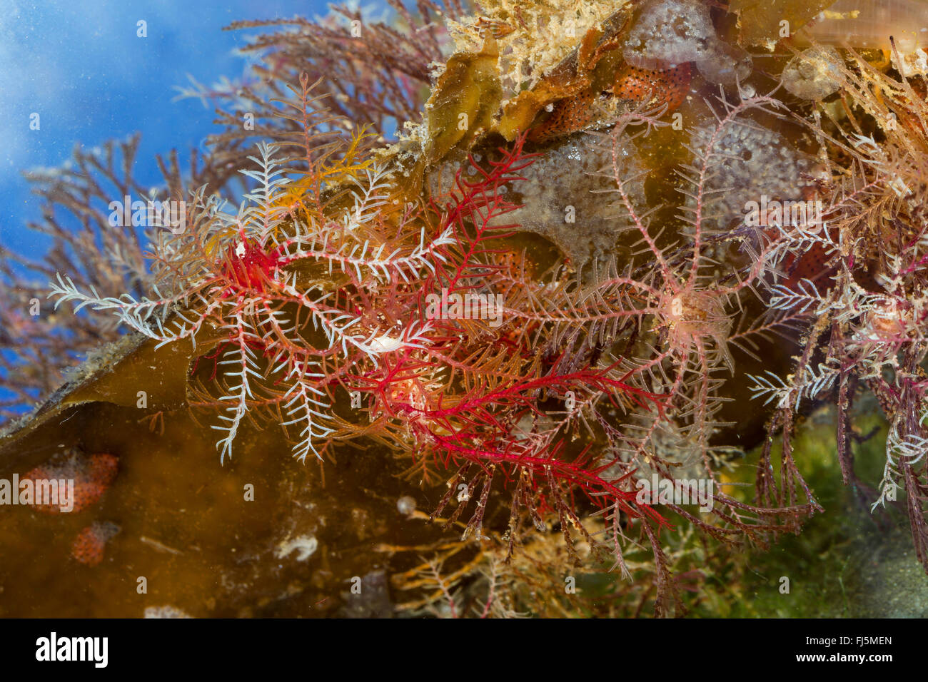 Rosy Feather-Star, rosy feather star, European comatulid, Atlantic ...