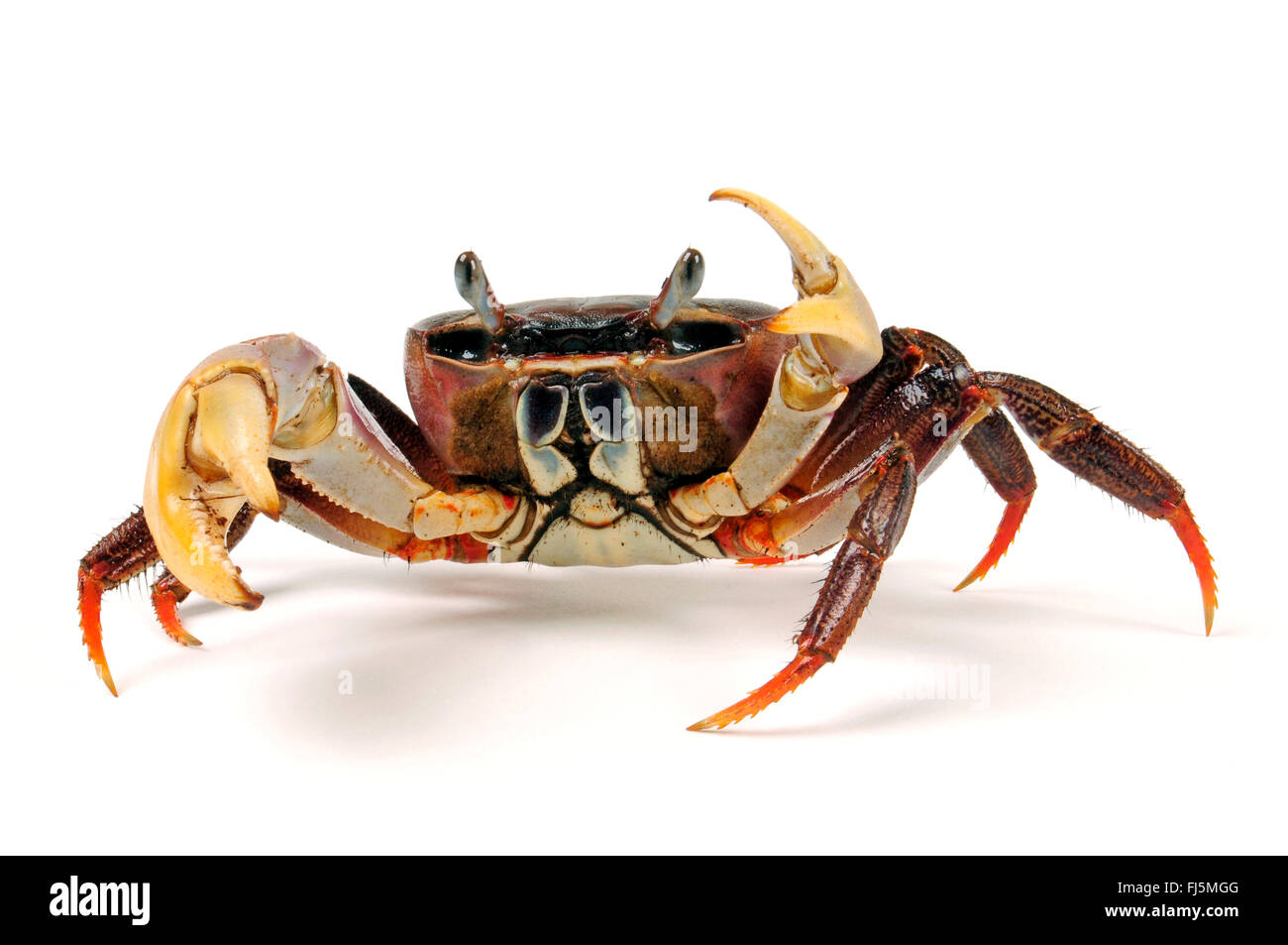 Blue land crab Cut Out Stock Images & Pictures - Alamy