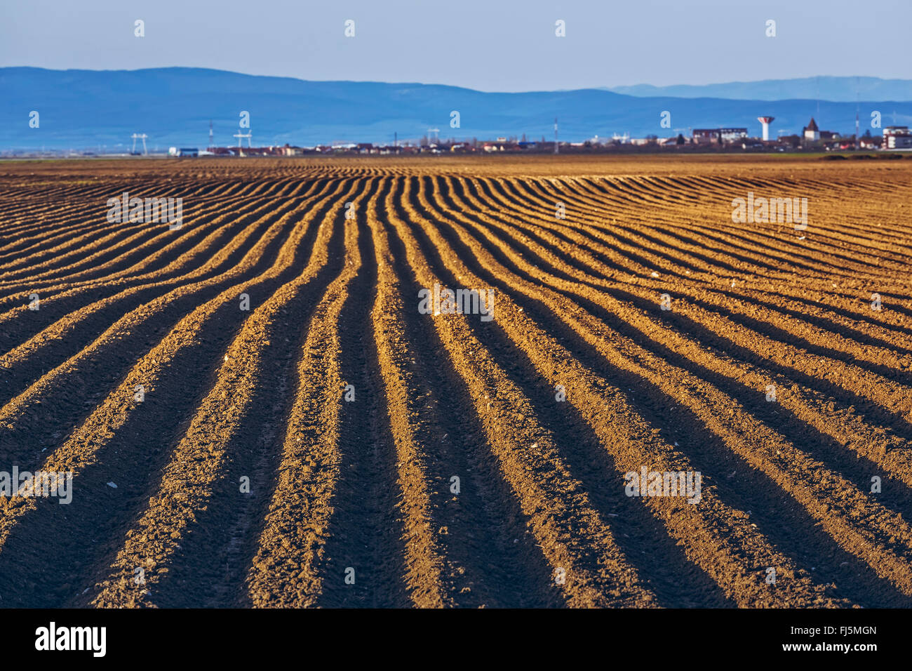 Furrows row pattern in a plowed land prepared for planting potatoes ...