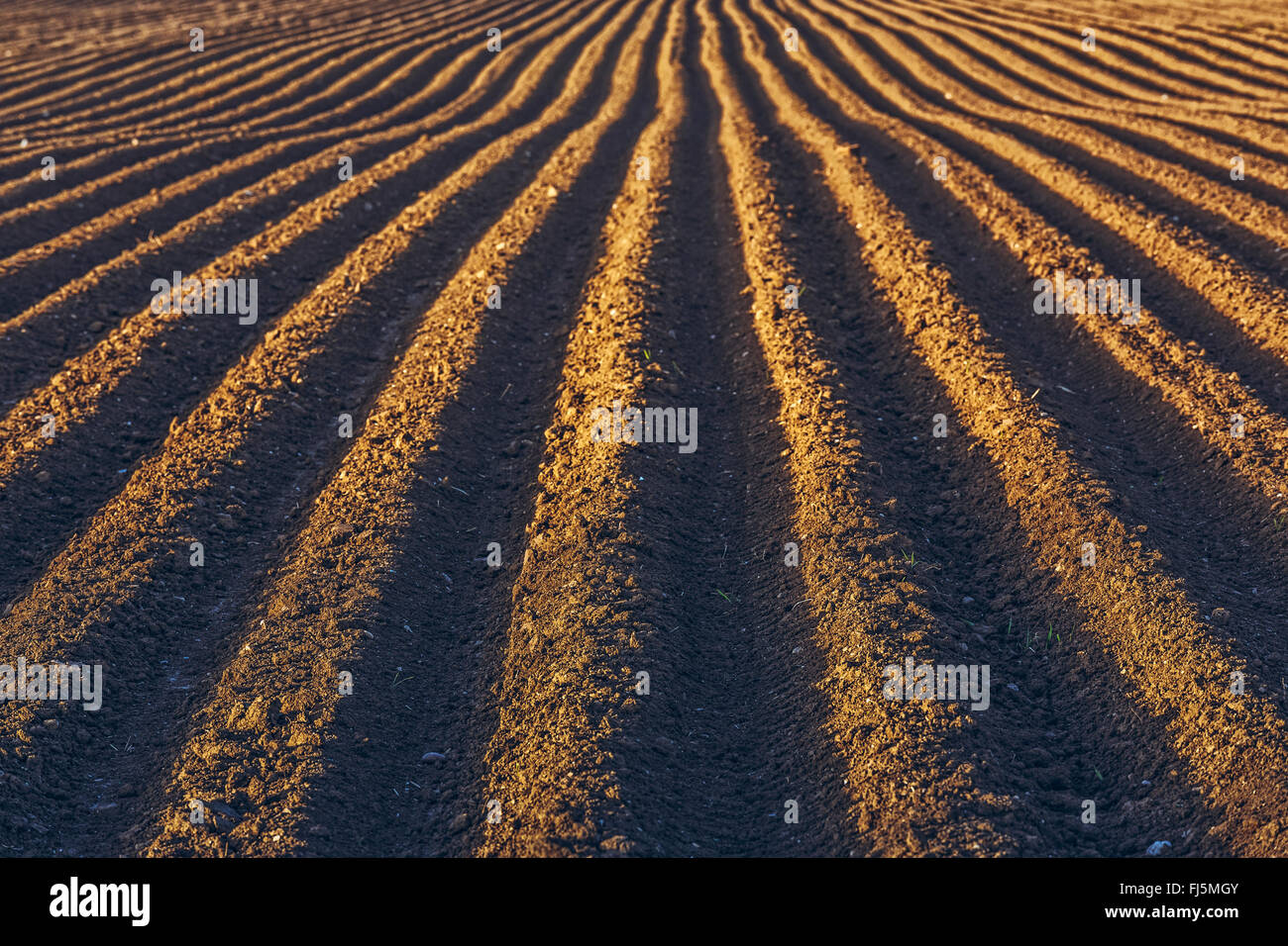 Furrows row pattern in a plowed field prepared for planting potatoes ...