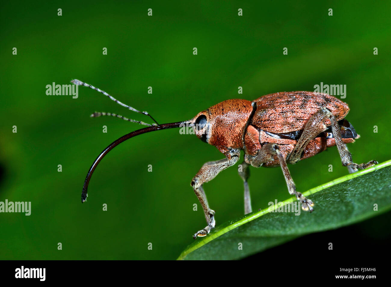 acorn weevil (Curculio venosus), sits on a leaf, Germany Stock Photo ...