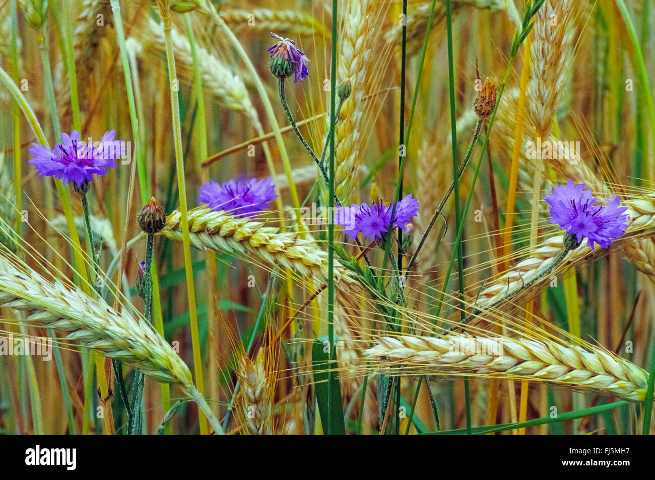 bachelor's button, bluebottle, cornflower (Centaurea cyanus), in a corn ...