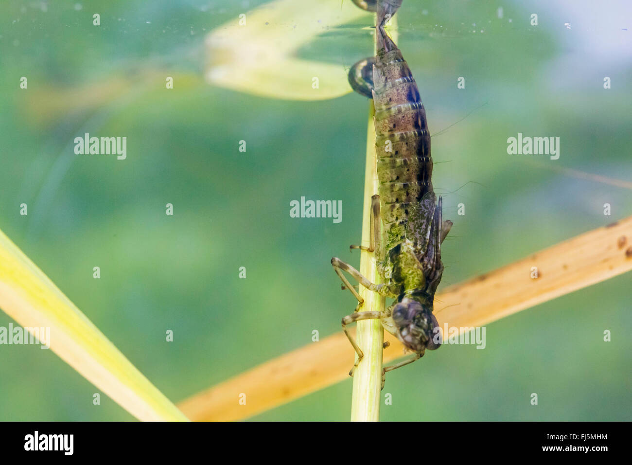 blue-green darner, southern aeshna, southern hawker (Aeshna cyanea ...