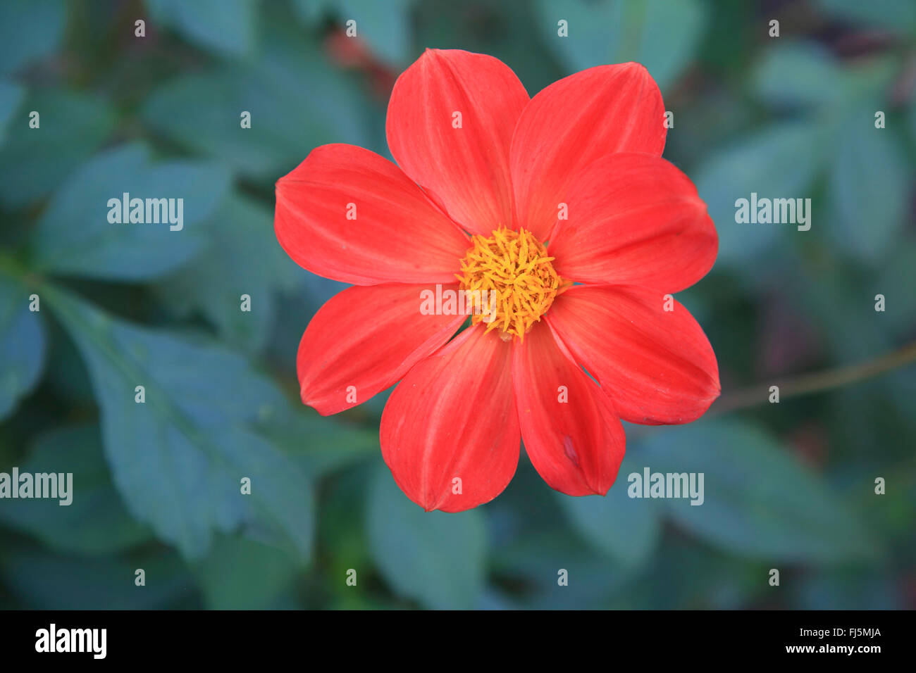 georgina (Dahlia spec.), flower Stock Photo - Alamy