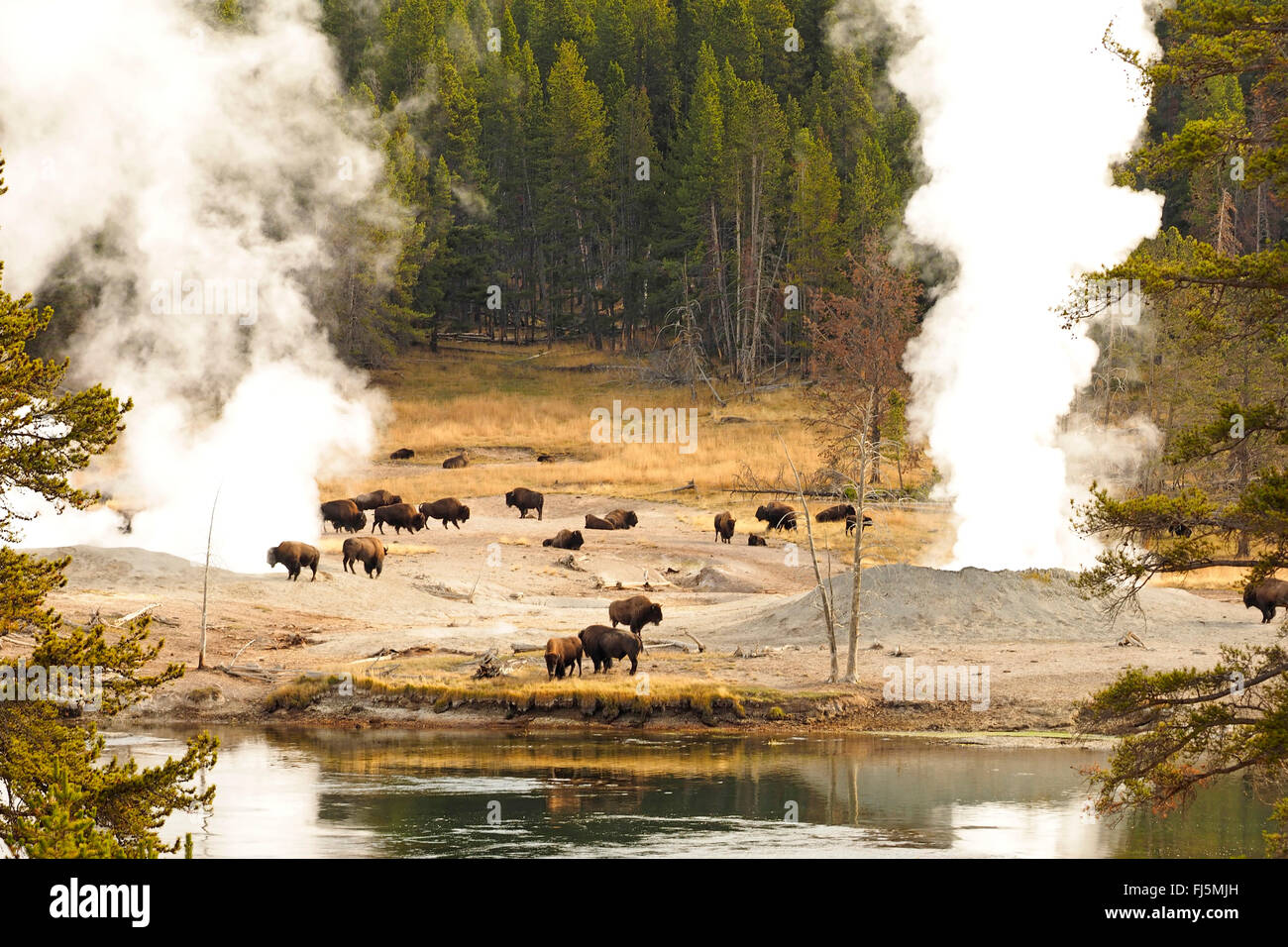 Buffalo springs hi-res stock photography and images - Alamy