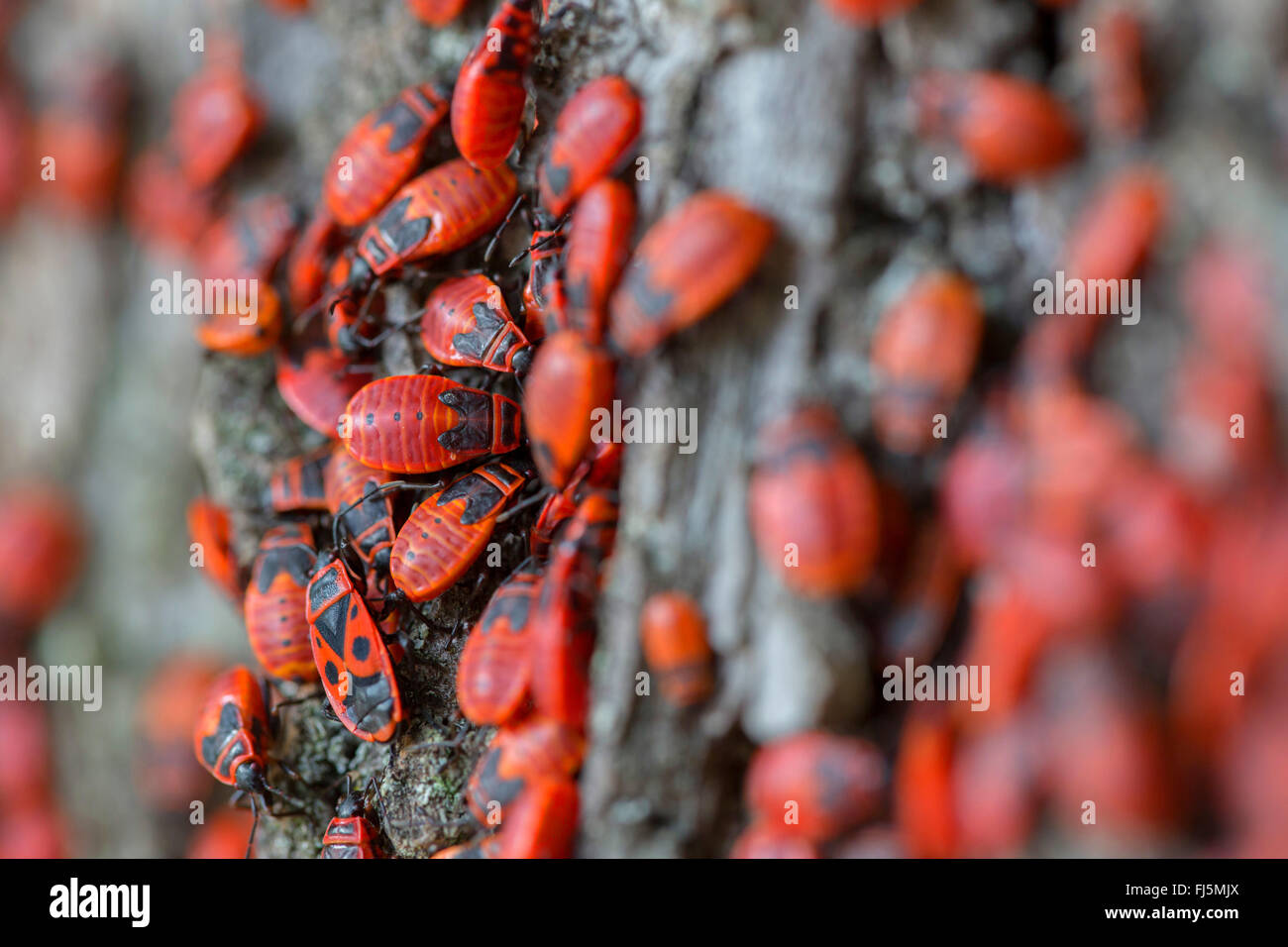 firebug (Pyrrhocoris apterus), larvae before hibernation, Germany ...