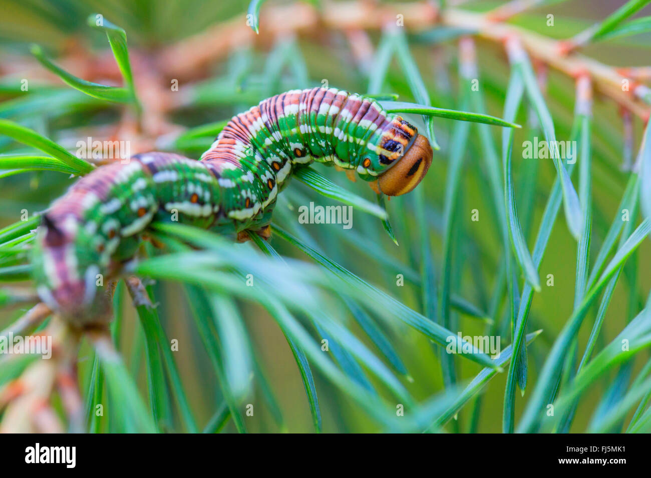 pine hawkmoth (Hyloicus pinastri, Sphinx pinastri), caterpillar feeds ...