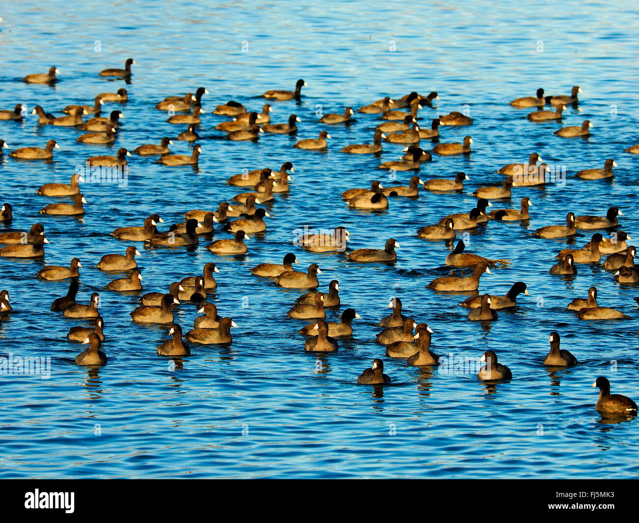 American coots in autumn on jackson lake hi-res stock photography and ...
