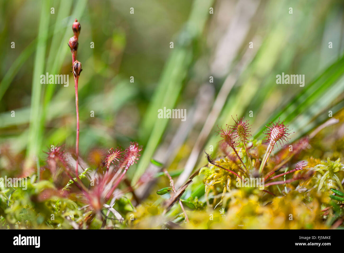 round-leaved sundew, roundleaf sundew (Drosera rotundifolia), with ...