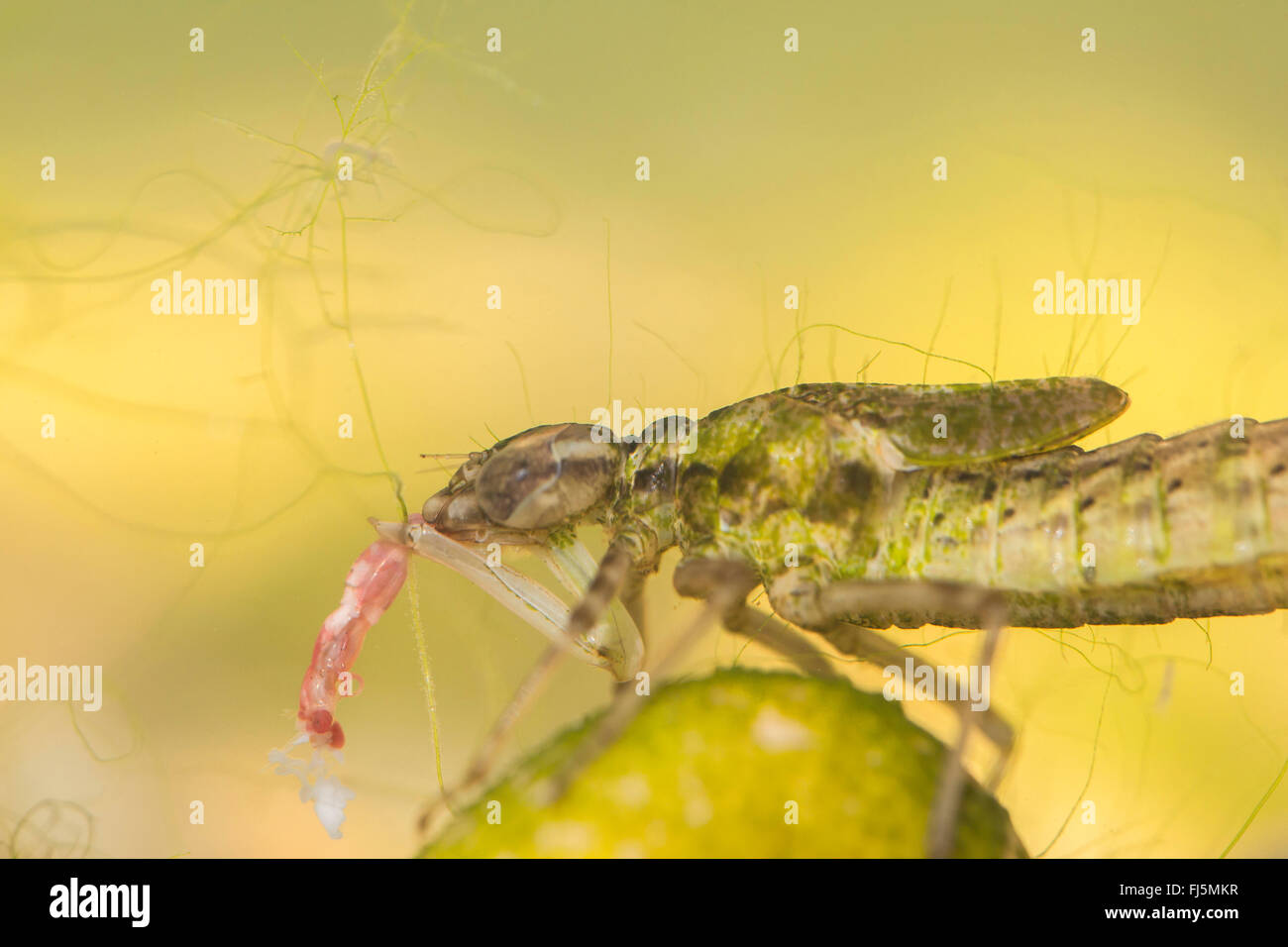 blue-green darner, southern aeshna, southern hawker (Aeshna cyanea ...