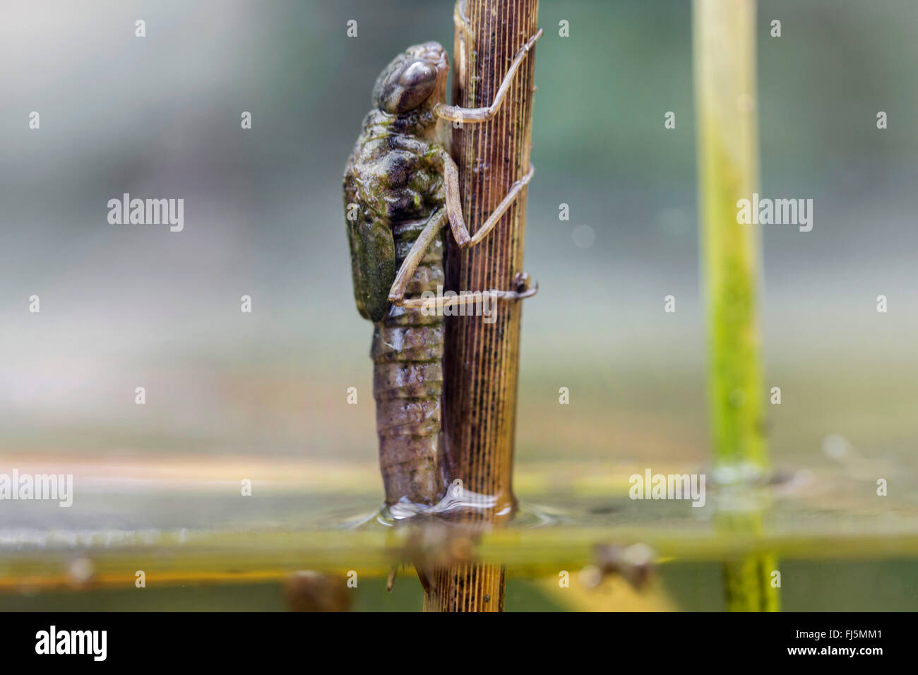 Dragonfly nymph water hi-res stock photography and images - Alamy