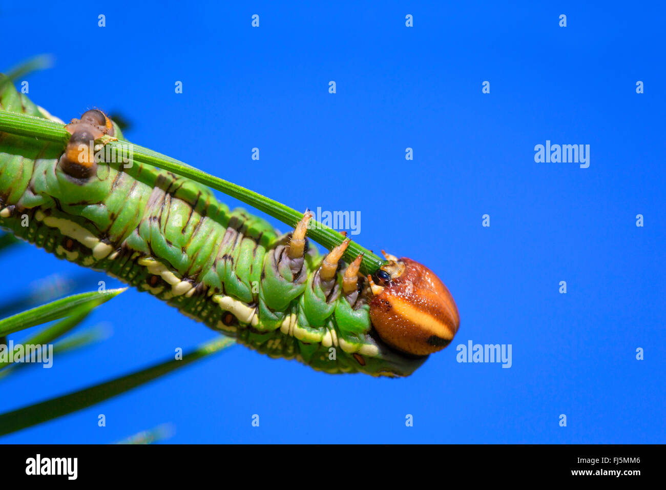 pine hawkmoth (Hyloicus pinastri, Sphinx pinastri), caterpillar feeds ...