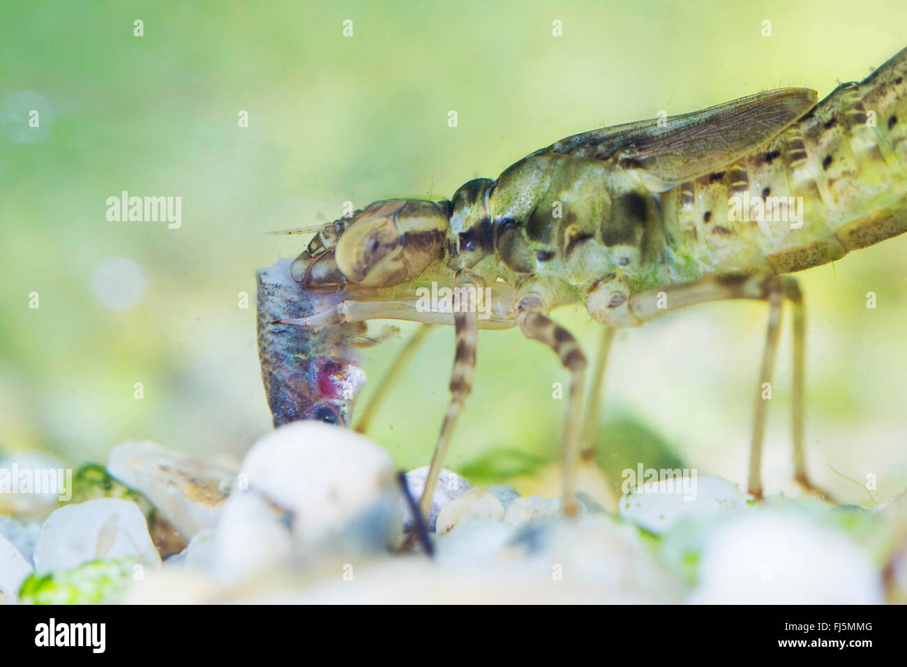 blue-green darner, southern aeshna, southern hawker (Aeshna cyanea ...