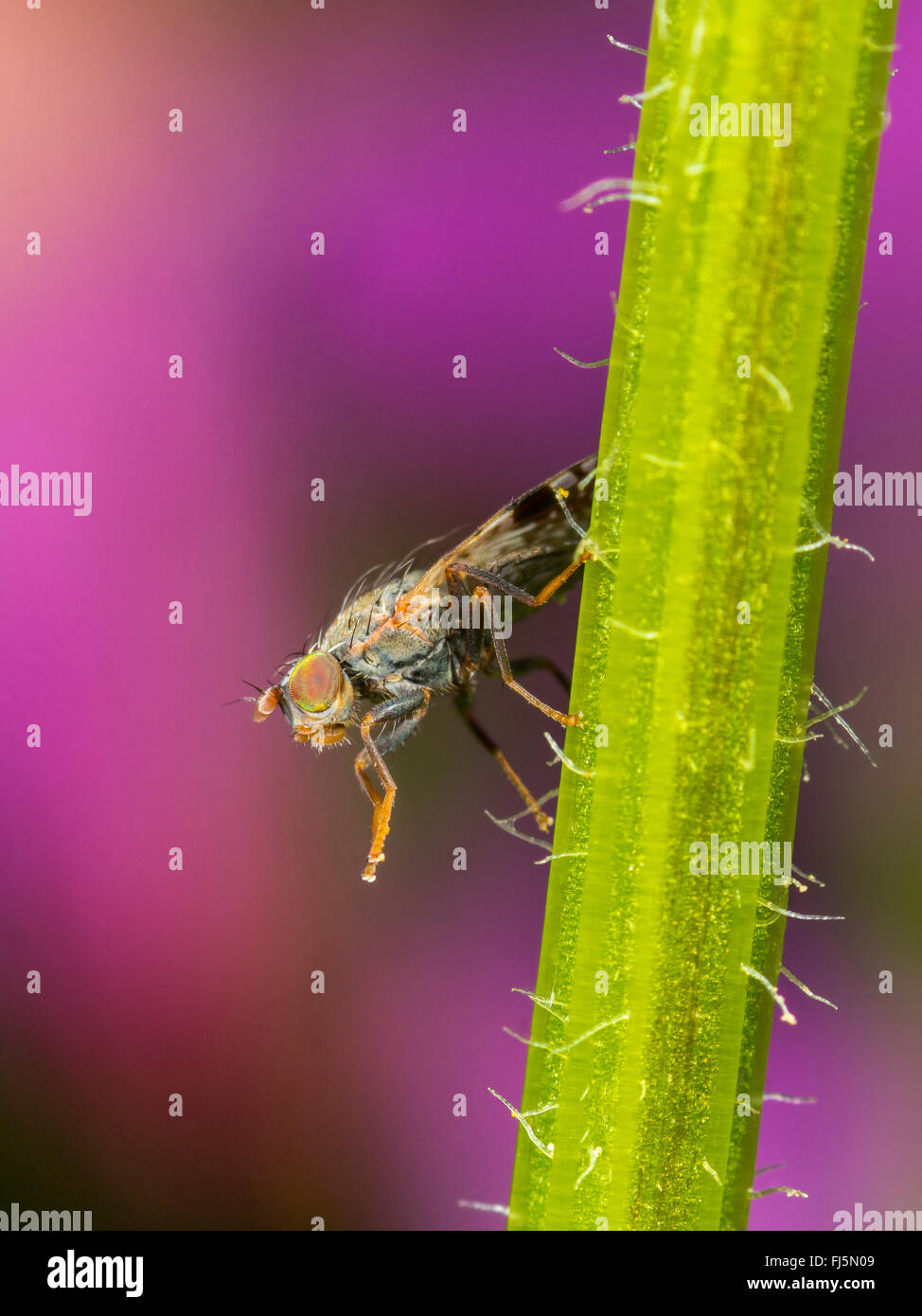 Tephritid fly (Tephritis neesii), male on ox-eye daisy (Leucanthemum ...