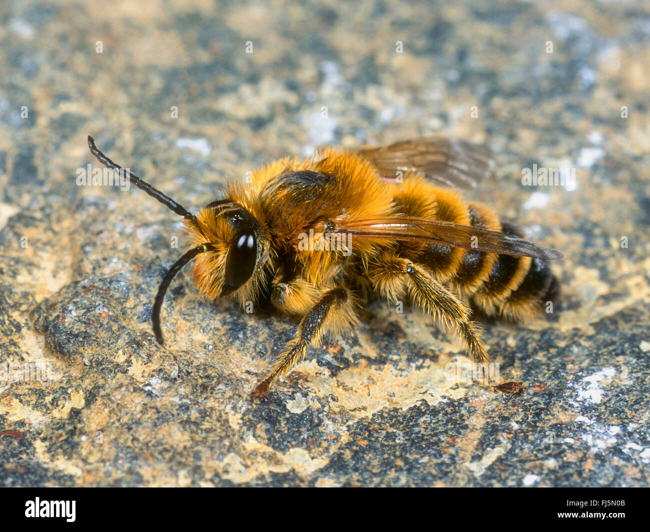 Clover Melitta (Melitta leporina), Male sitting on a stone, Germany, 1 ...