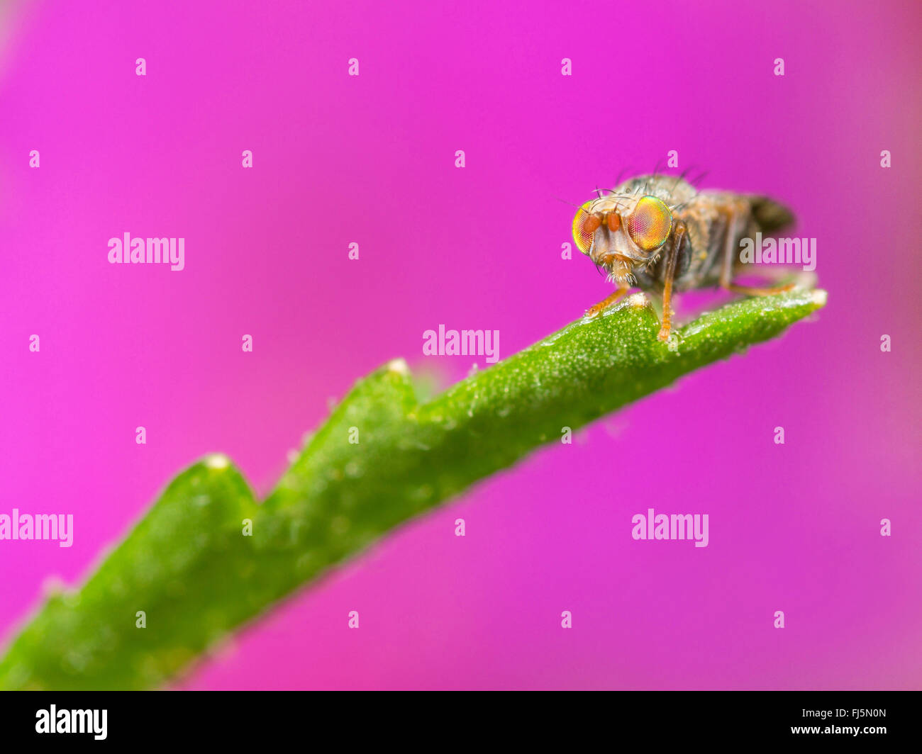 Tephritid fly (Tephritis neesii), male on ox-eye daisy (Leucanthemum ...