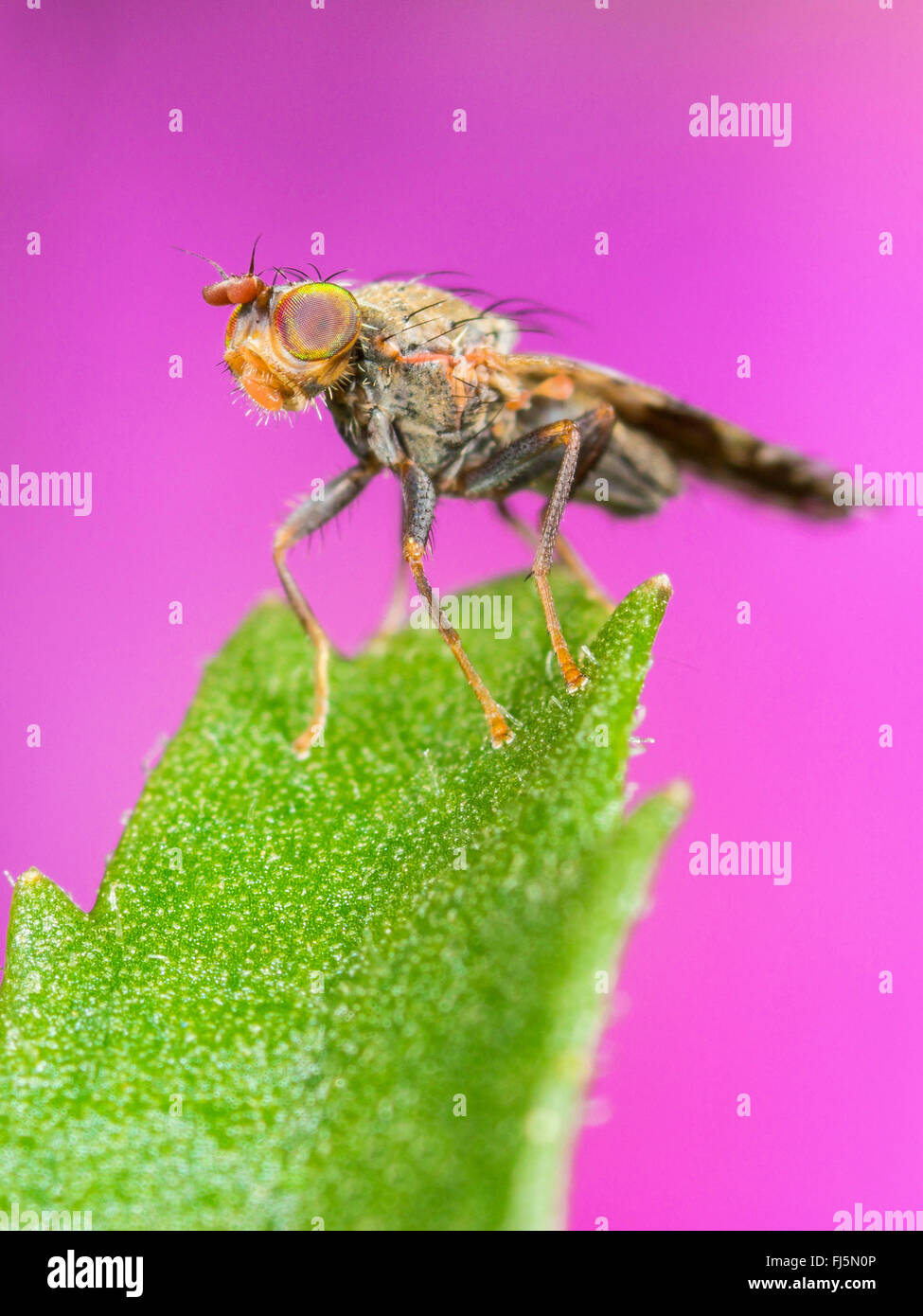 Tephritid fly (Tephritis neesii), male on ox-eye daisy (Leucanthemum ...